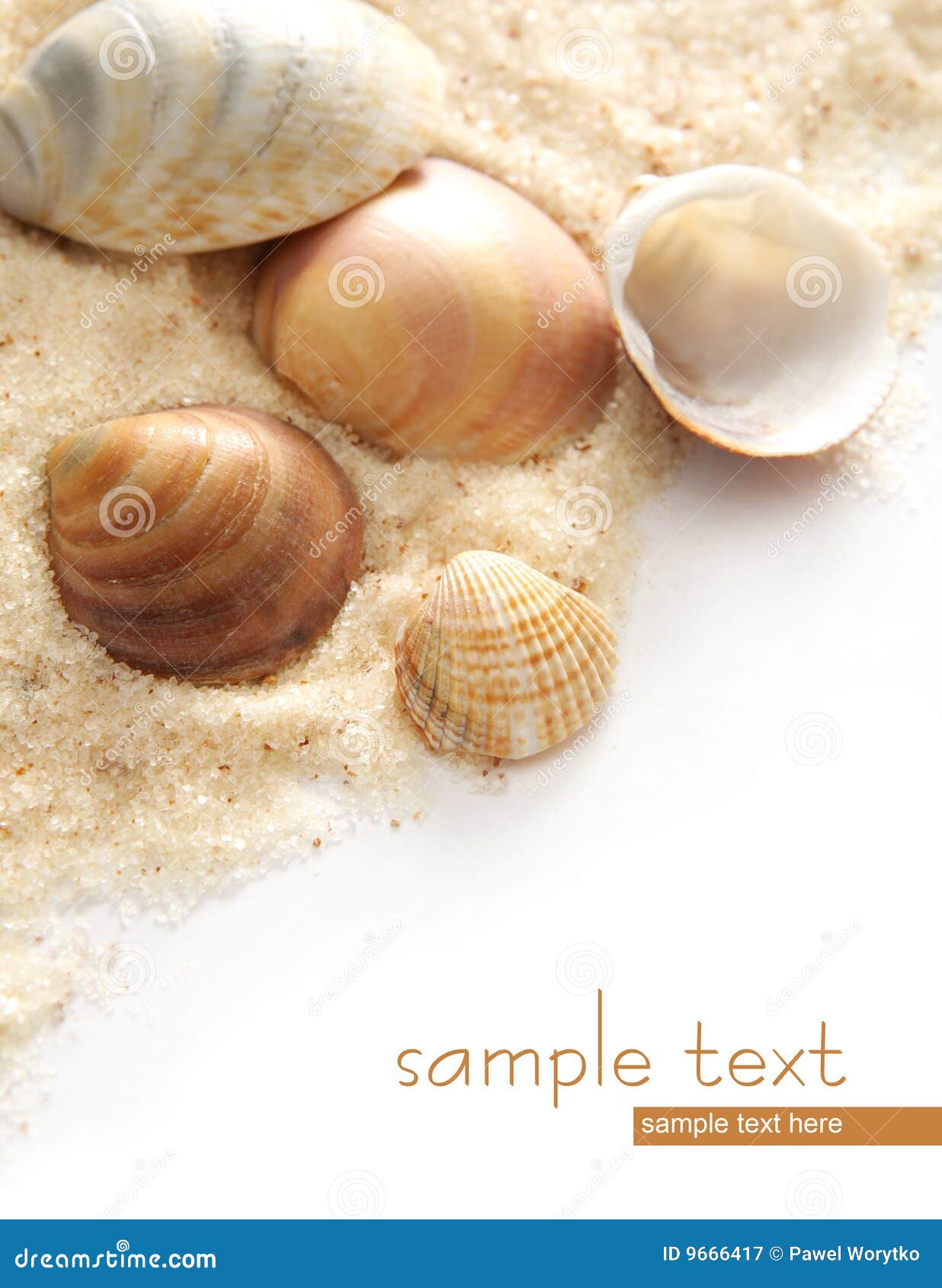 Various shells stock image. Image of marine, white, seashell - 9666417