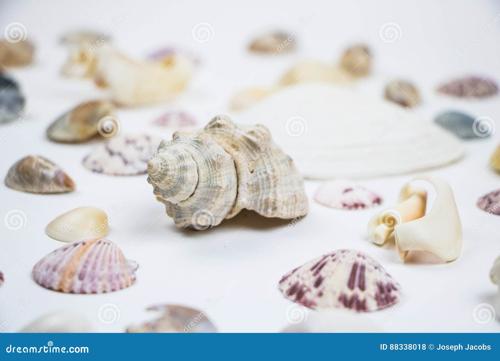 Various Shells Isolated on White Low Angle Stock Photo - Image of ...
