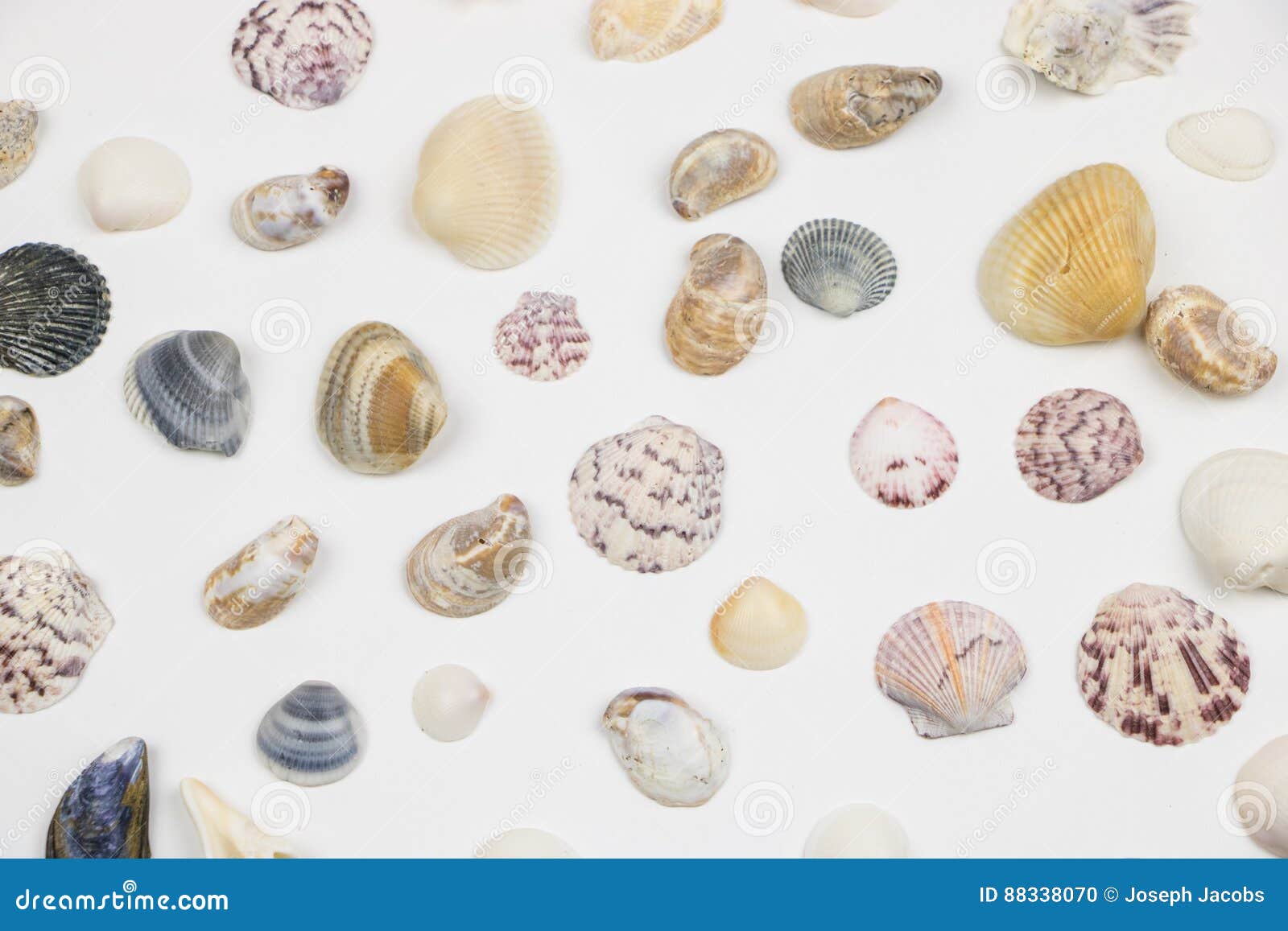 Various Shells Isolated on White Stock Photo - Image of blue, marine ...