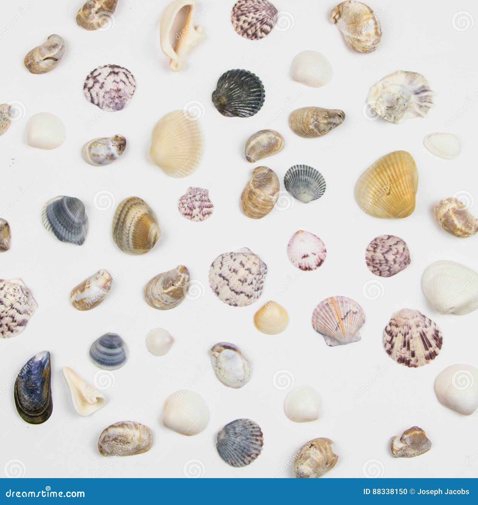 Various Shells Isolated on White Stock Photo - Image of blue, unique ...