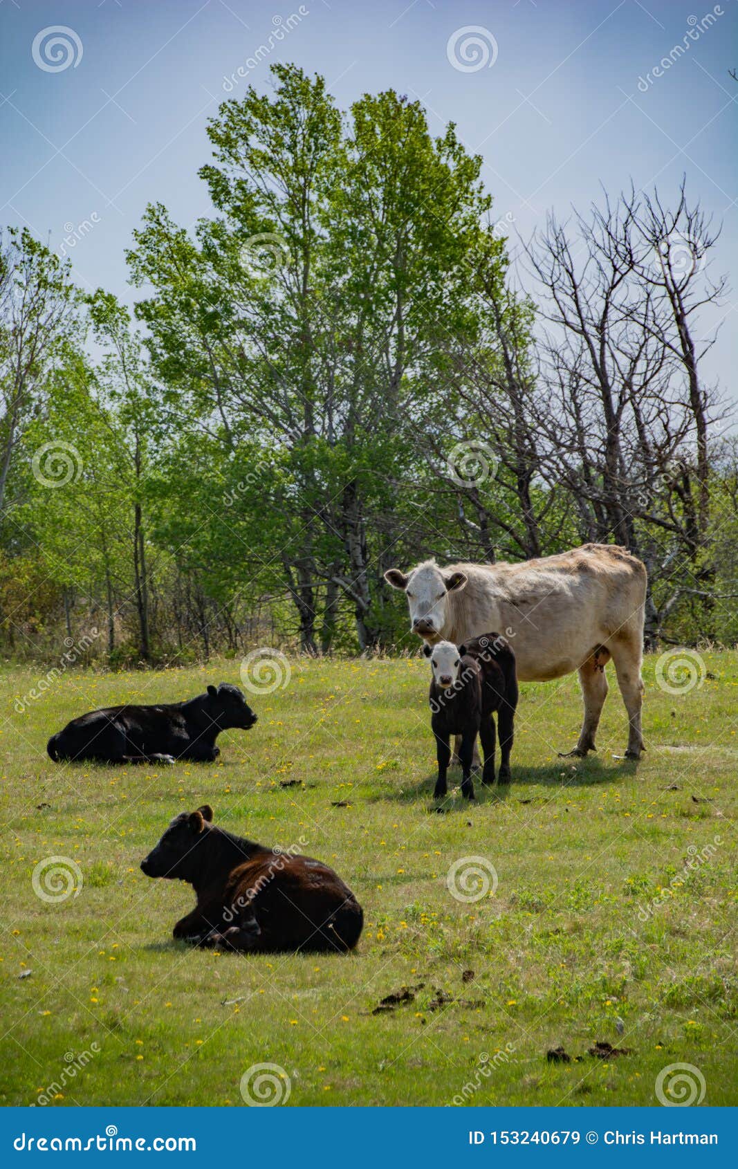 Grass Fed Cattle on the Prairie in Spring Stock Image - Image of herd ...