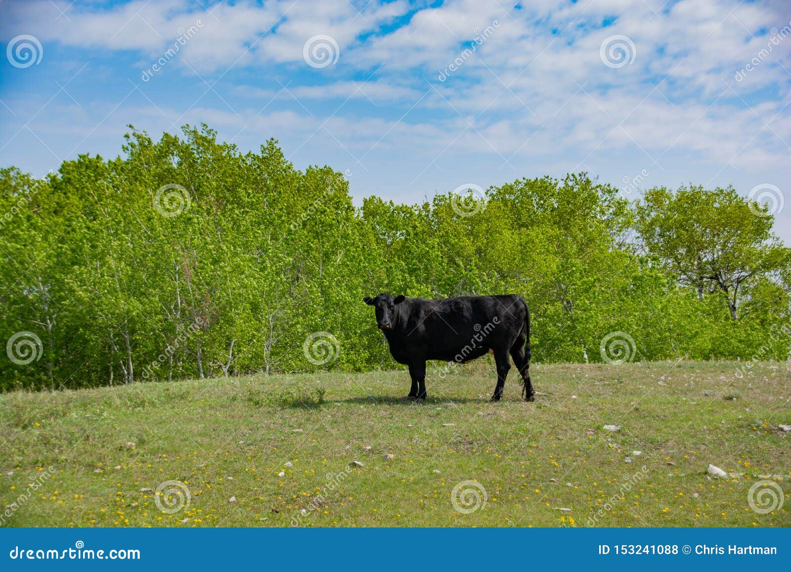 Grass Fed Cattle on the Prairie in Spring Stock Photo - Image of blue ...