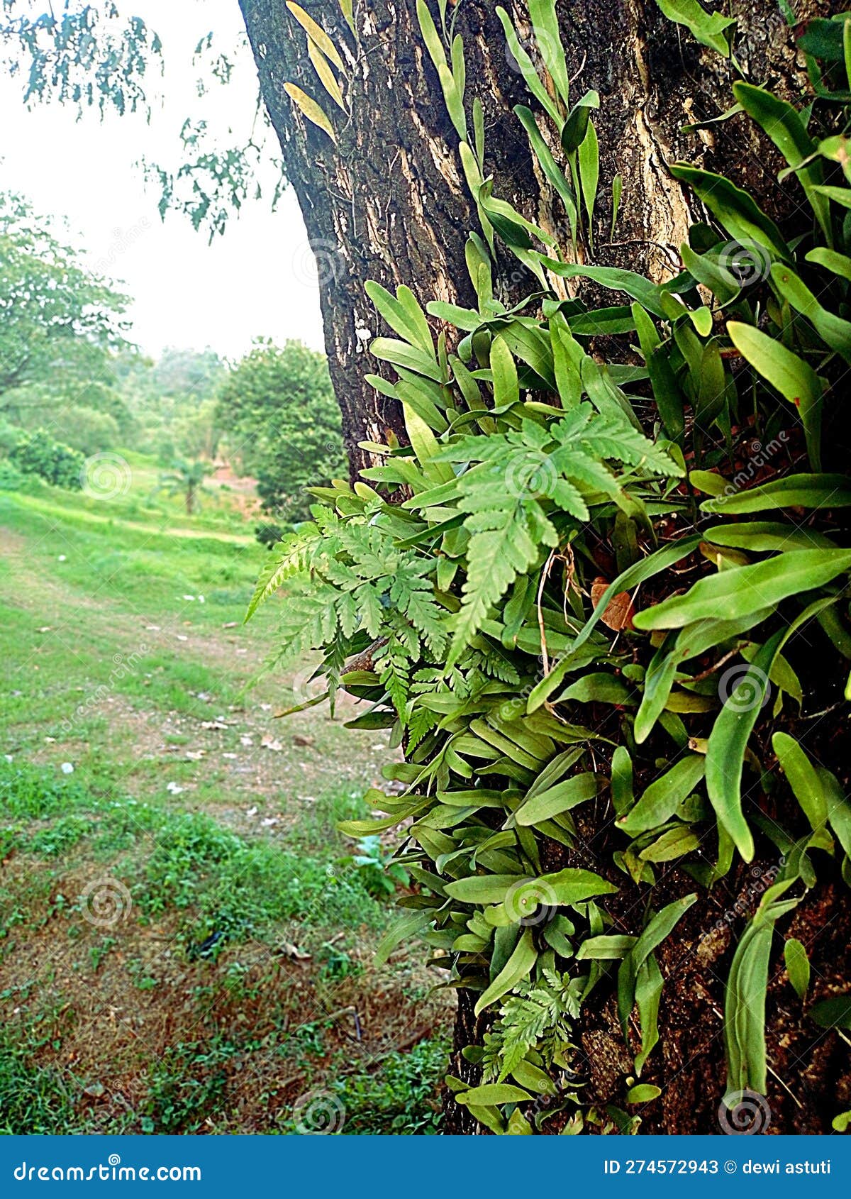 Various Shrubs Grow Side by Side among the Green Trees Stock Image ...