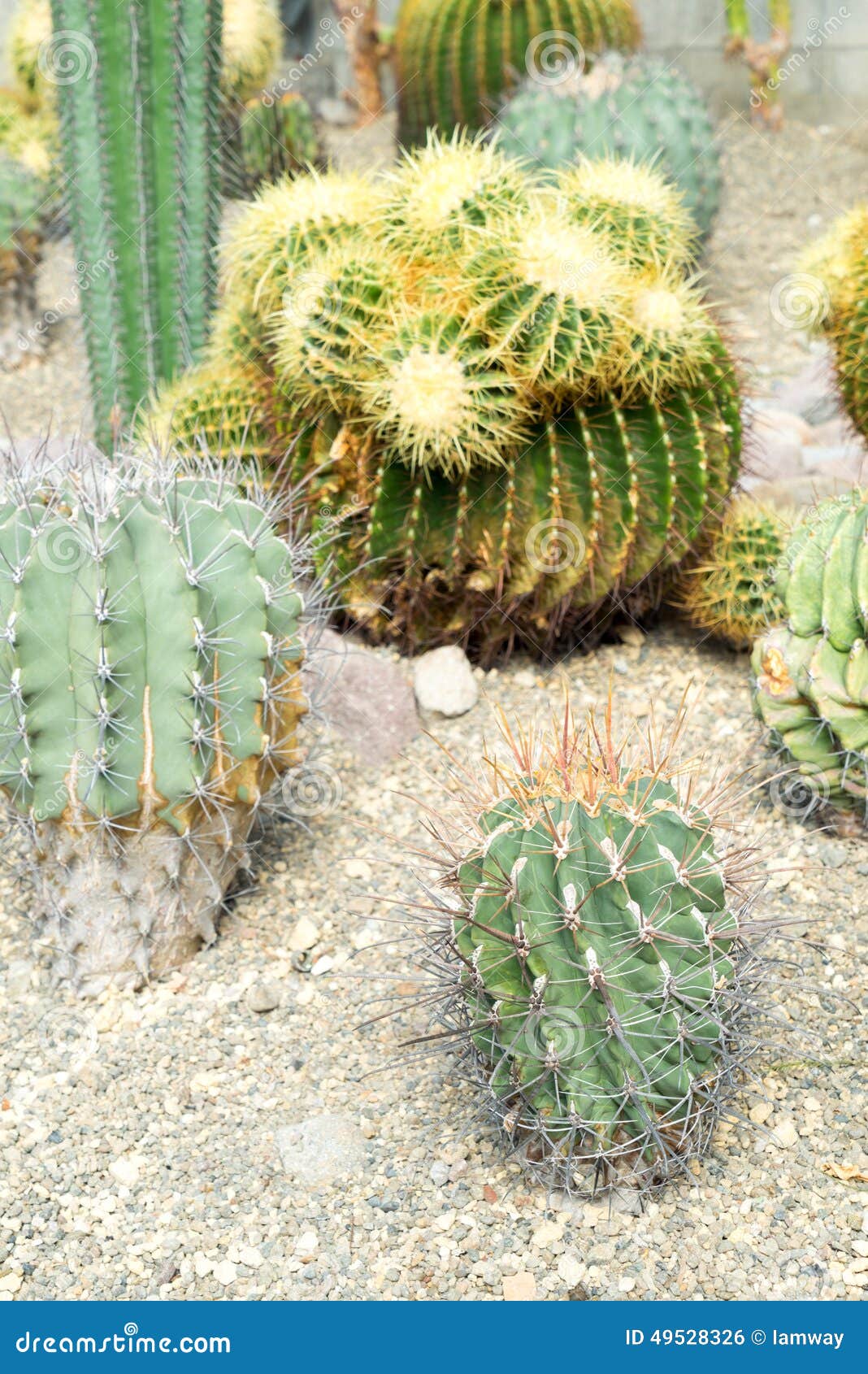 Various Size of Domestic Cactus Stock Photo - Image of organ, color ...