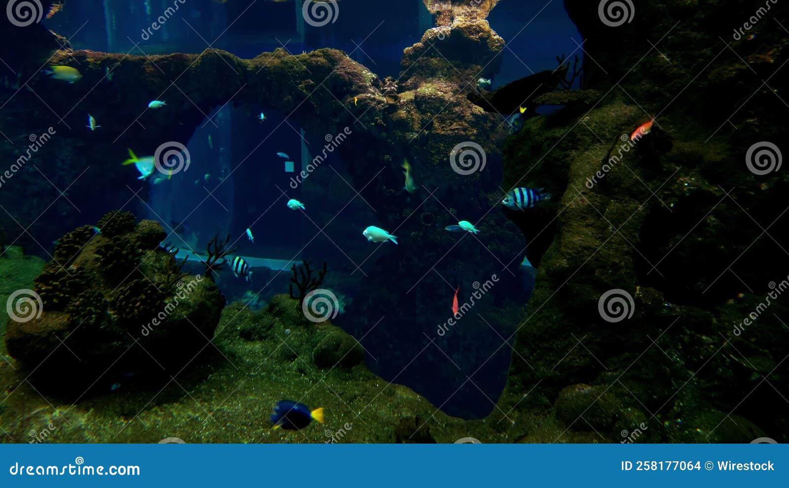Various Small Fish Swim in the Aquarium Stock Photo - Image of swim ...