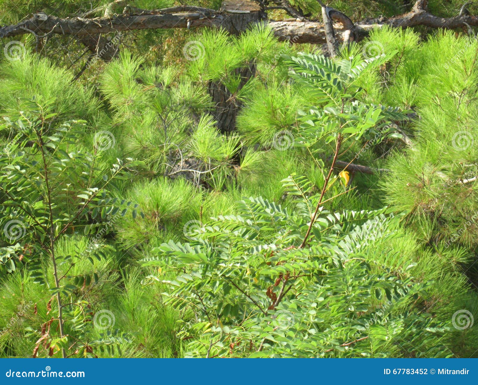 Various small Greenery stock photo. Image of green, springtime - 67783452