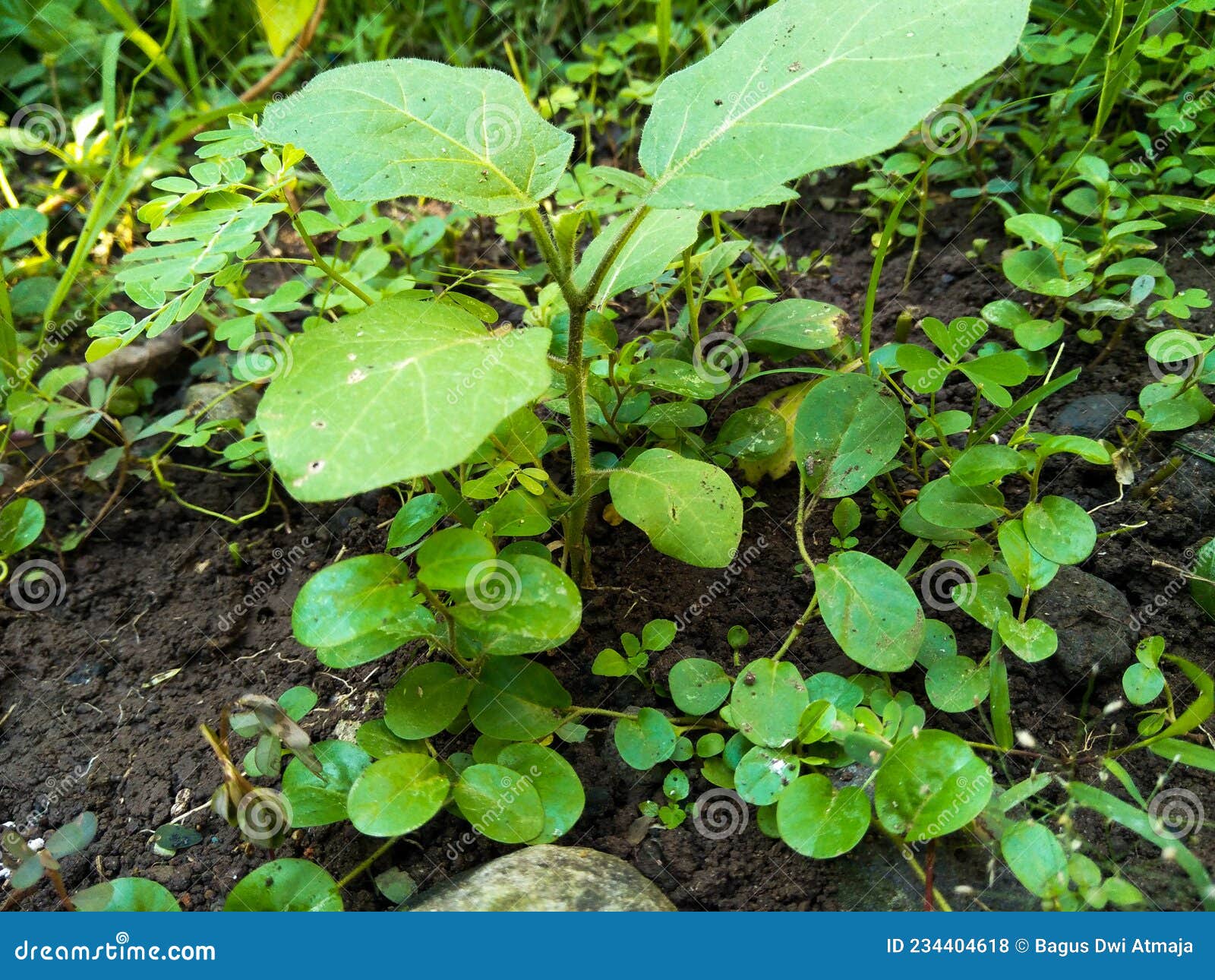 Various Small Plants Growing on the Ground Stock Photo - Image of ...