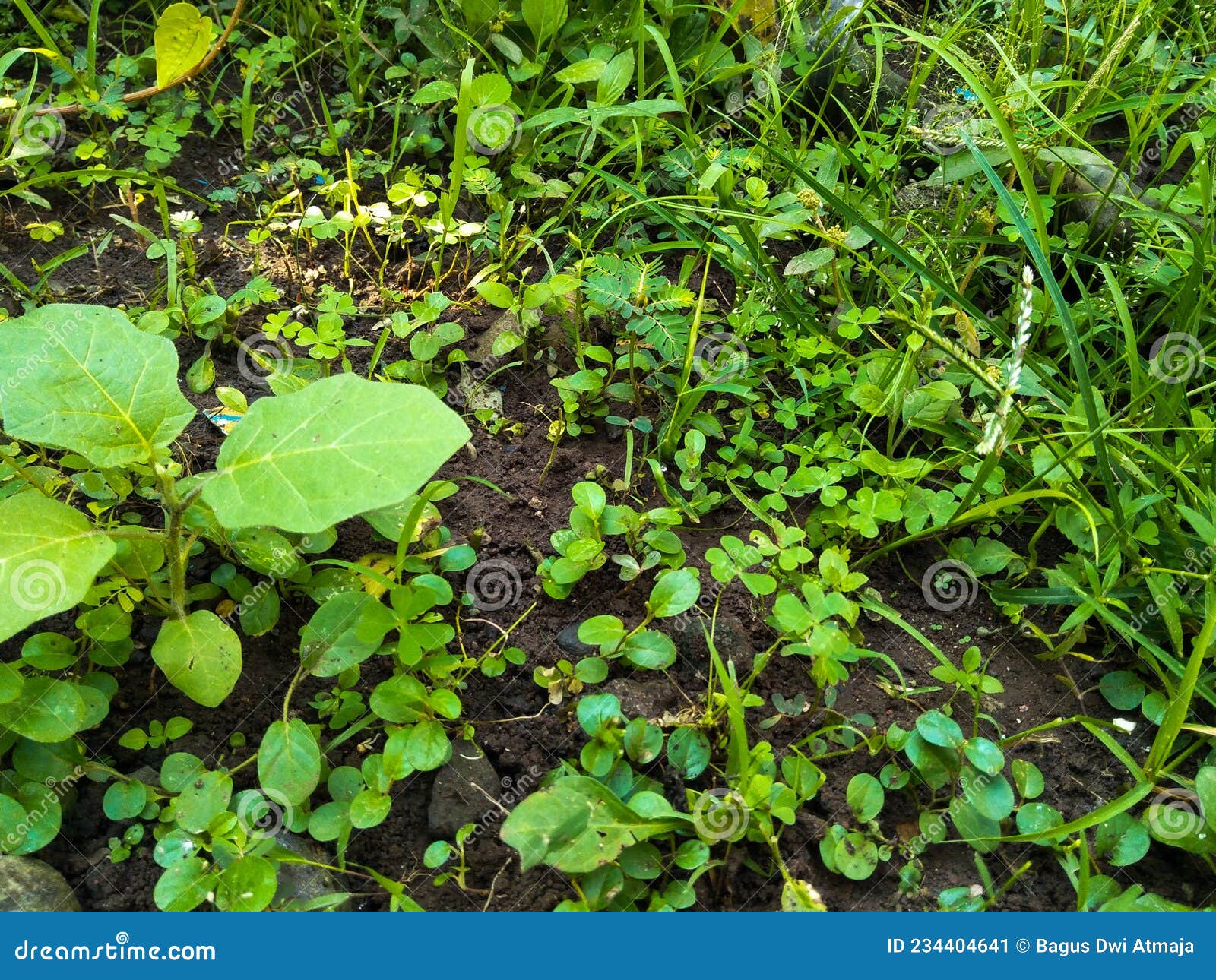 Various Small Plants Growing on the Ground Stock Image - Image of ...
