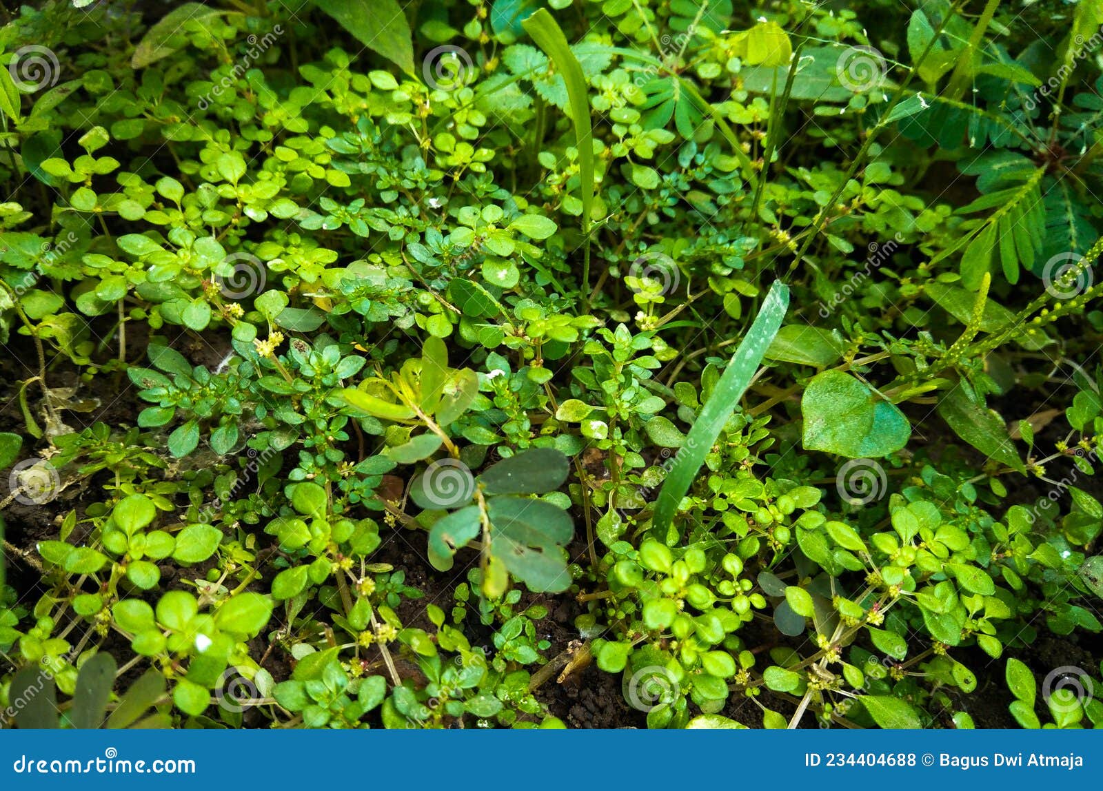 Various Small Plants Growing on the Ground Stock Photo - Image of ...