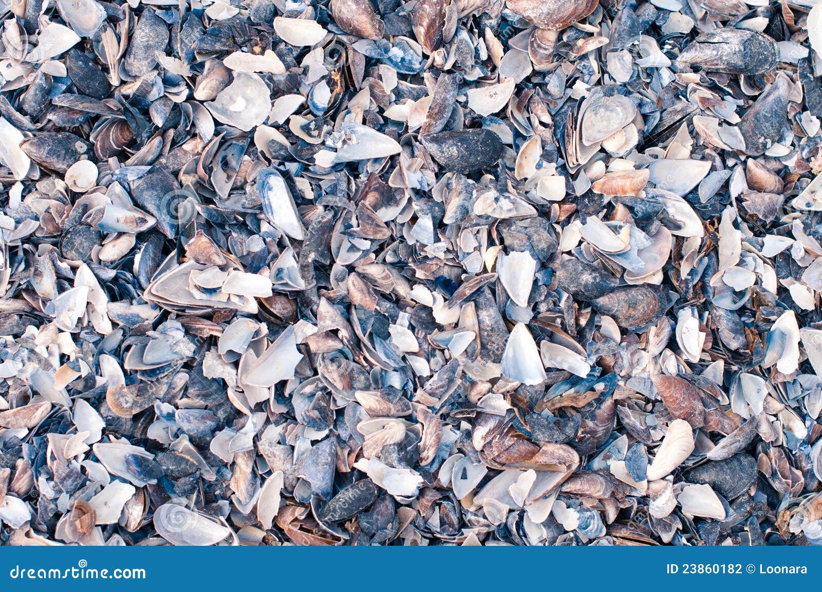 Various small sea shells stock photo. Image of seashells - 23860182