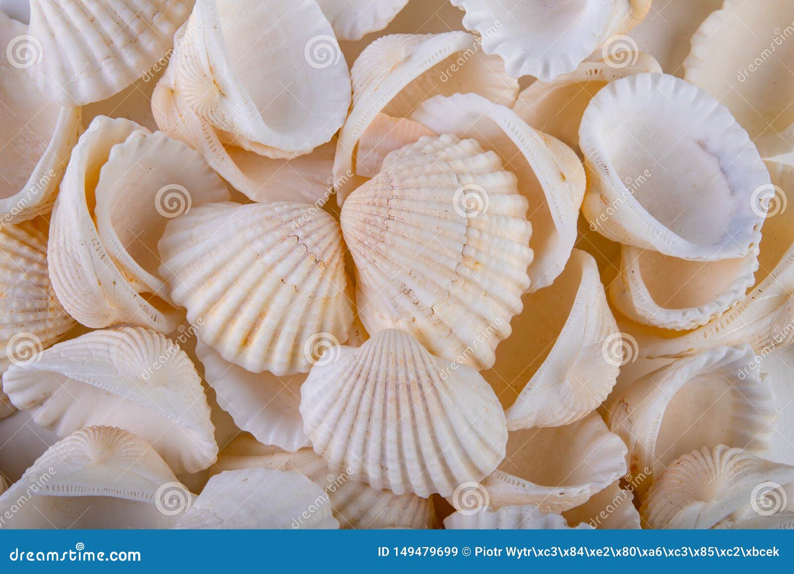 Various Snail Shells Poured Onto the Table. Colorful Shells of Molluscs ...