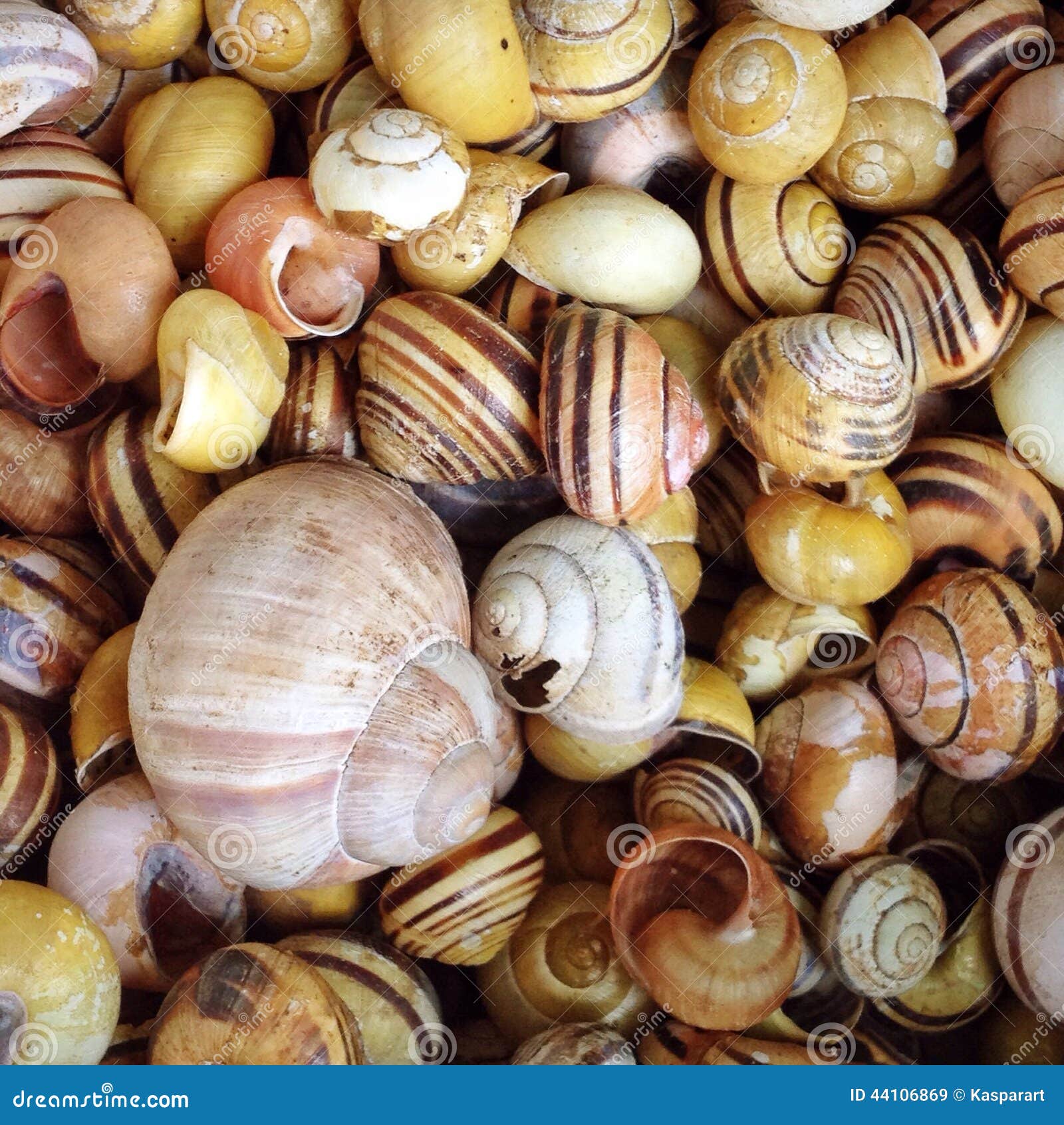 Various snail shells stock image. Image of animal, colors - 44106869