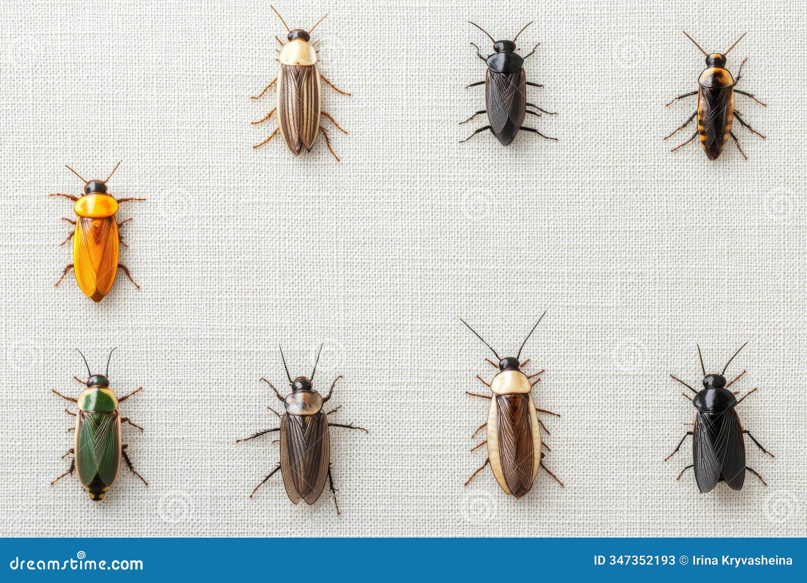 Various Species of Cockroaches Displayed on a Textured Surface in Close ...