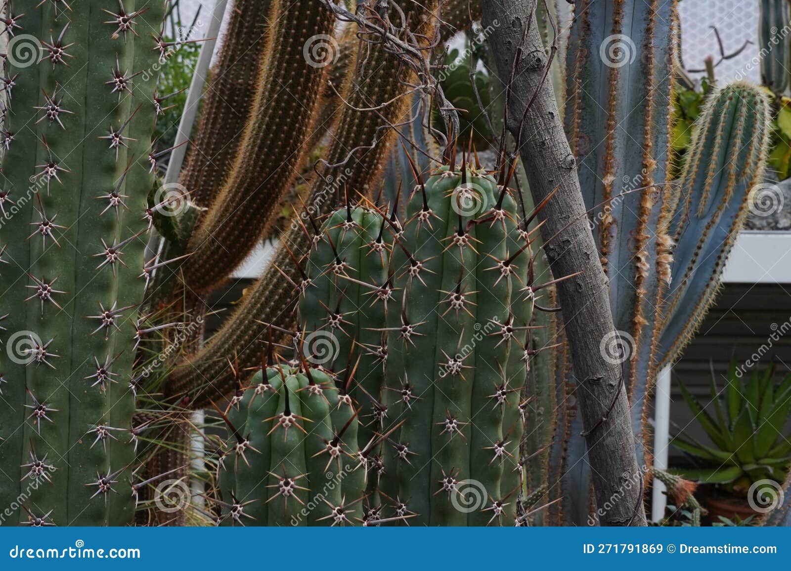 Various Species of Columnar Cacti Photographed As Background. they Have ...