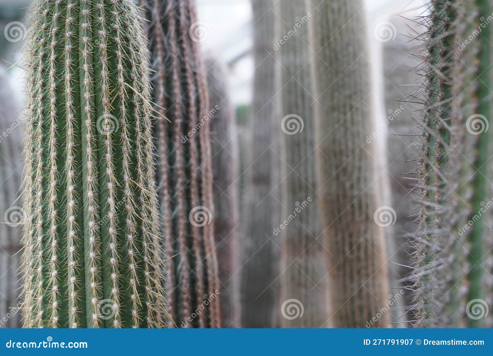 Various Species of Columnar Cacti Photographed As Background. they Have ...