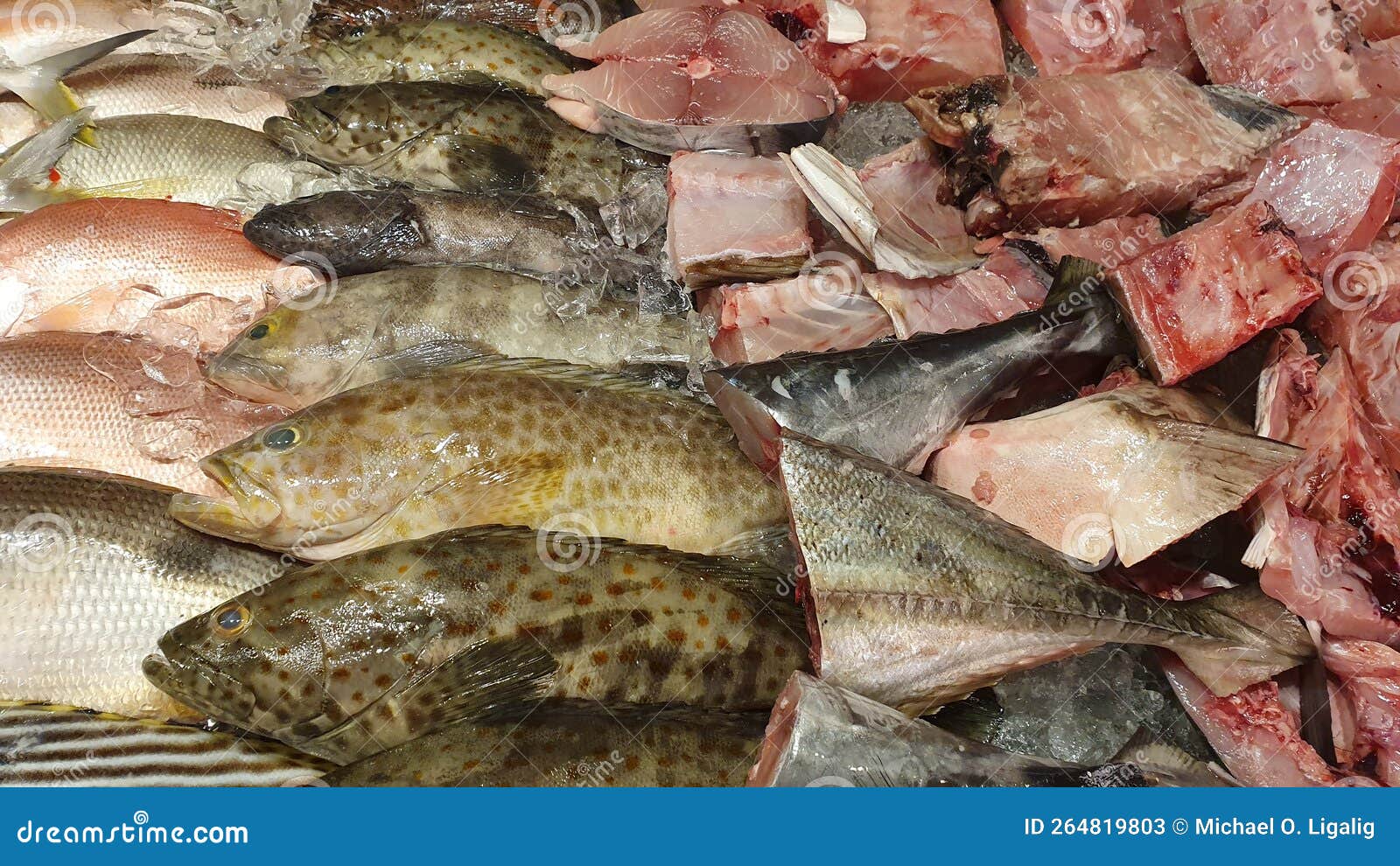 Various Species of Fresh Sea Fish Stock Image - Image of fish, fresh ...