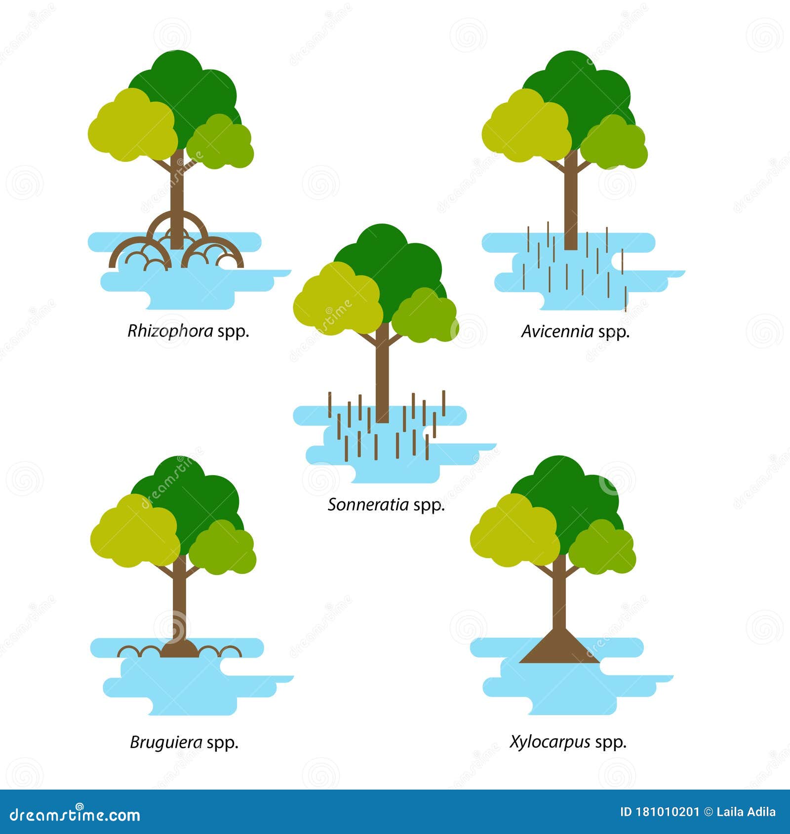 Various Species of Mangrove Vector Illustration Stock Vector ...