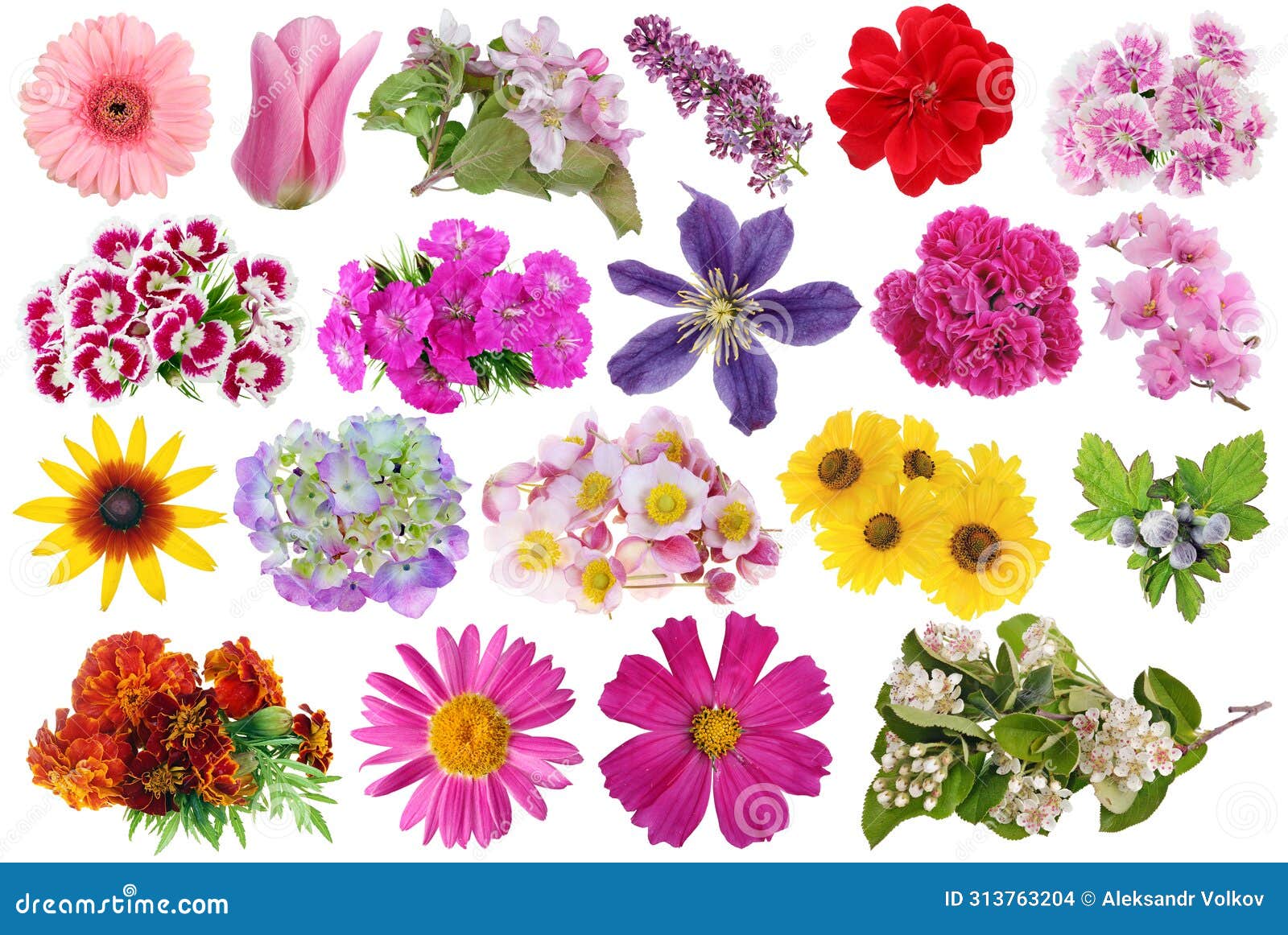 Various Spring and Summer Flowers Set Macro Isolated Stock Photo ...