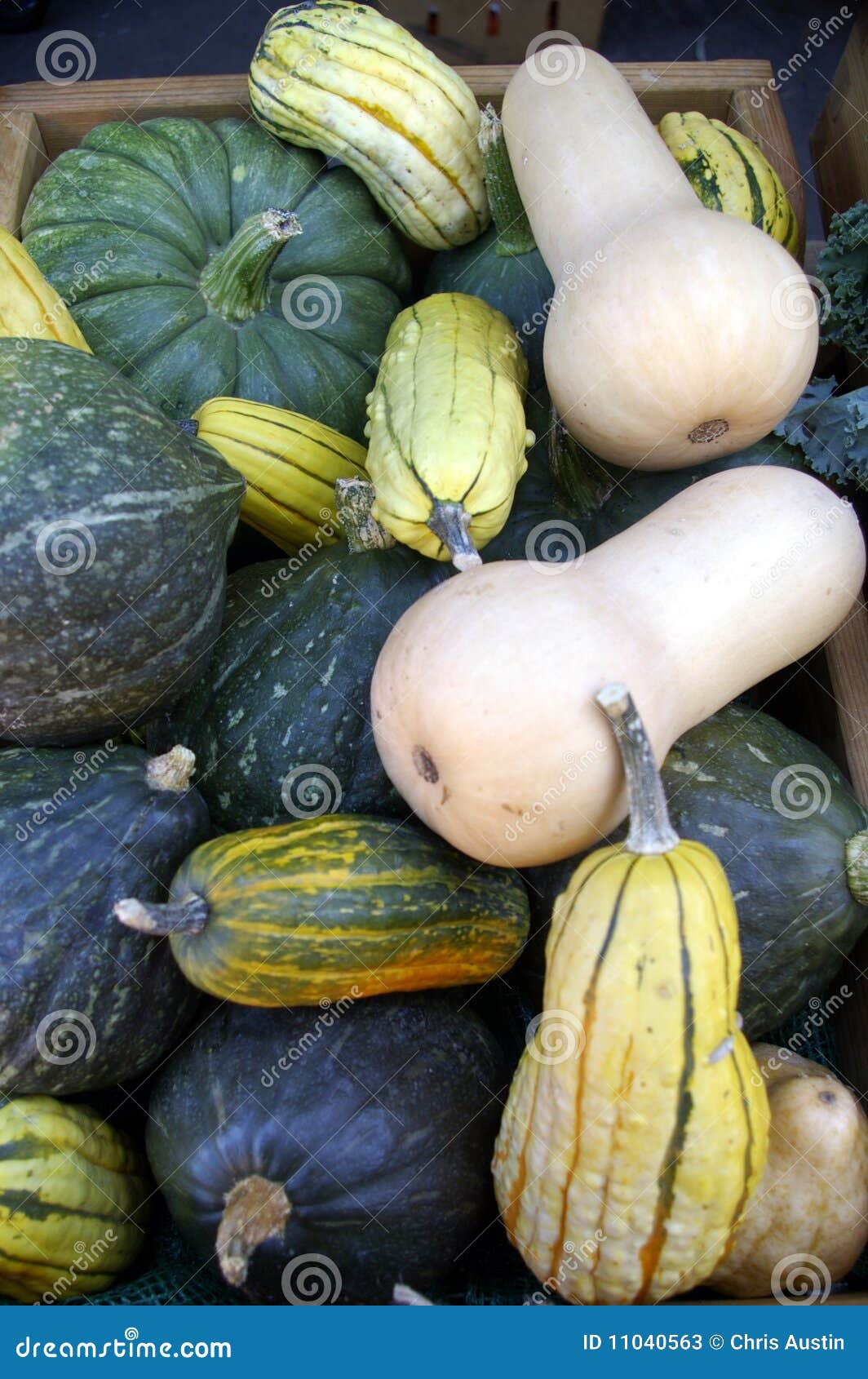 Various Squash stock image. Image of gourd, squash, bounty - 11040563