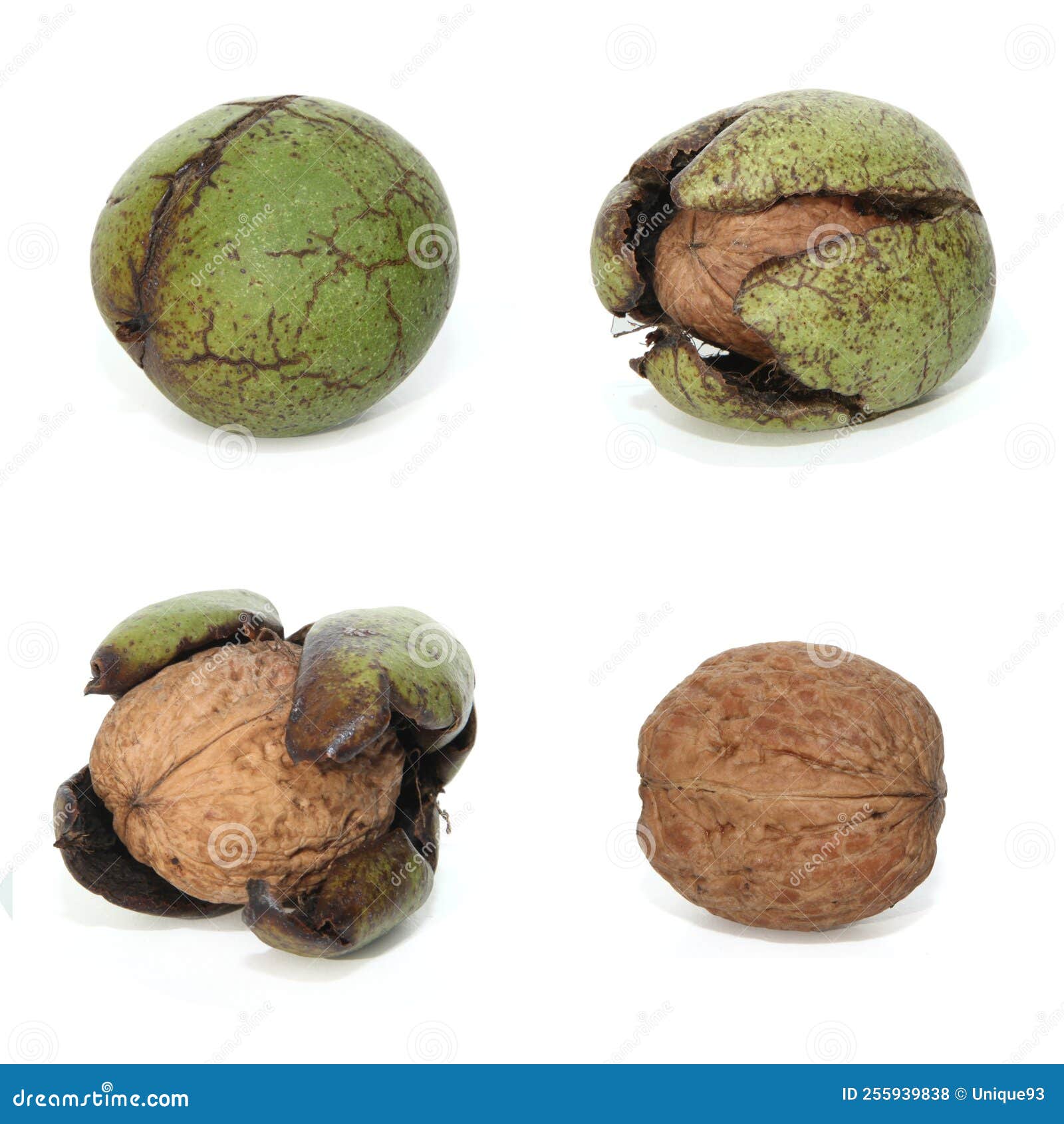 Various Stages of Ripening of a Nut Stock Photo - Image of organic ...