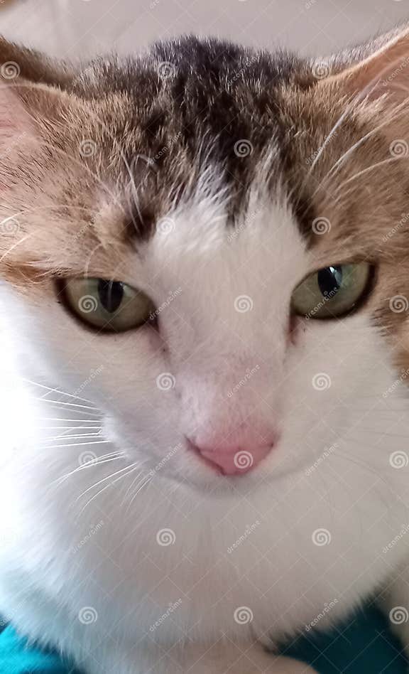 Various Styles of Cat Activity in the House Stock Image - Image of ...