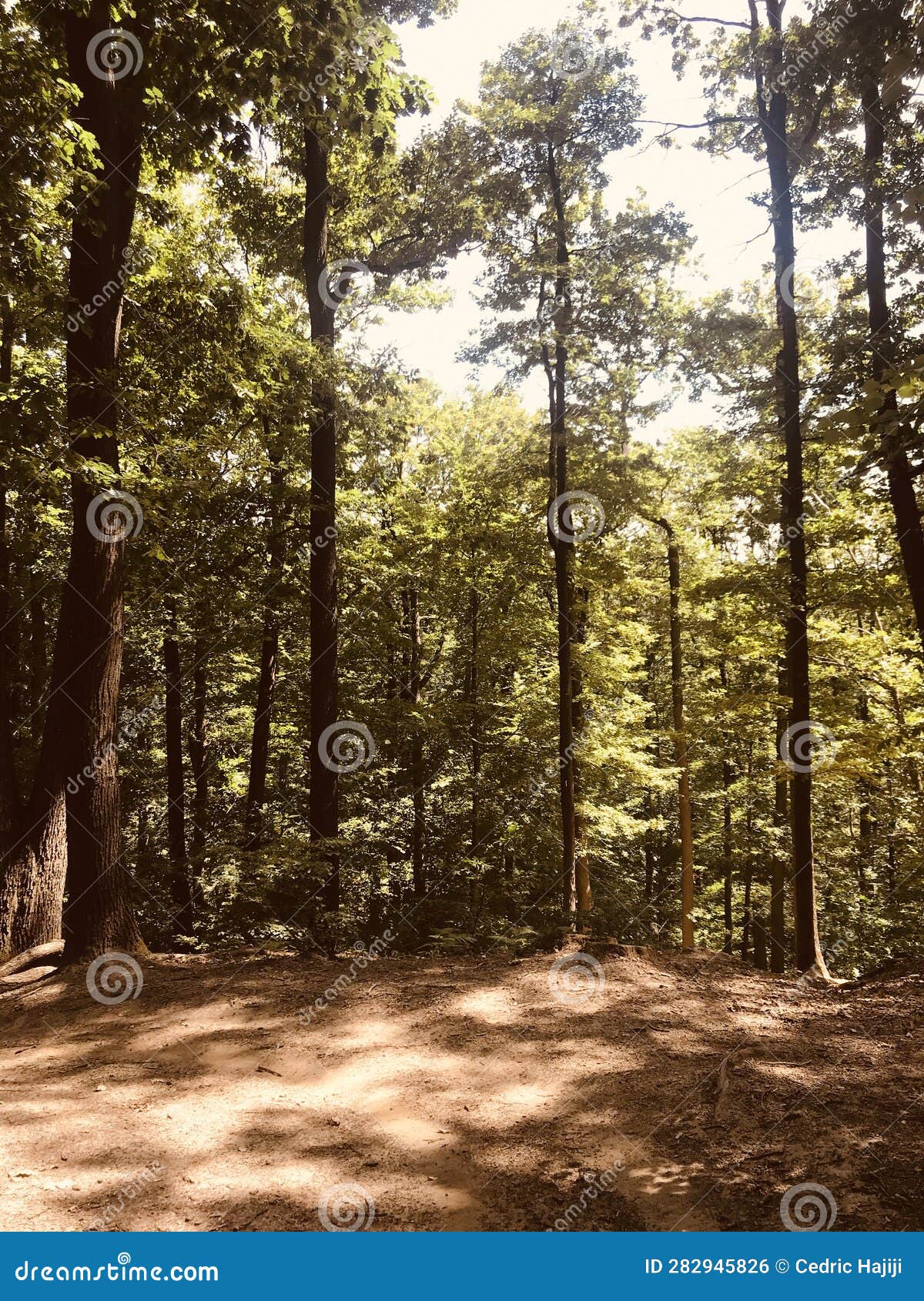 Rising Temperature and Rays Crossing Inside Forest Surface Stock Photo ...