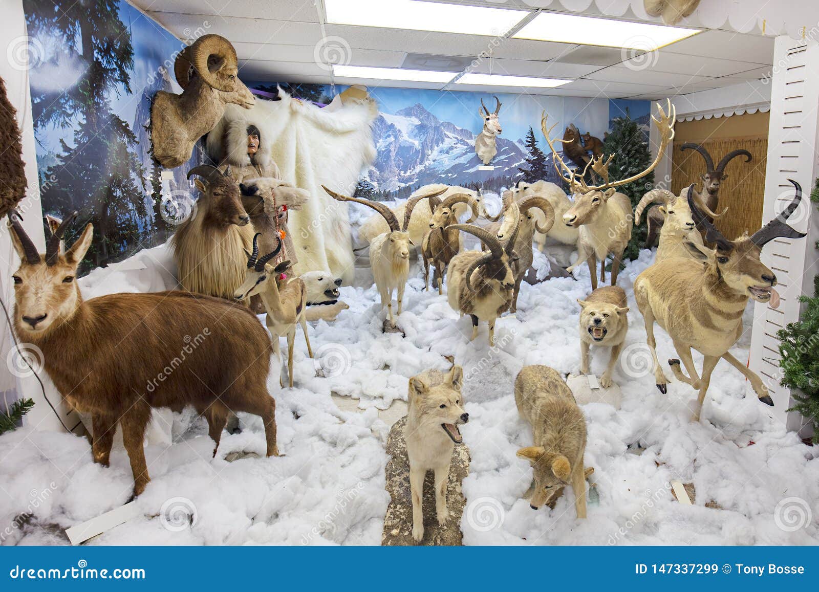 Various Arctic Animals stock image. Image of specimen - 147337299
