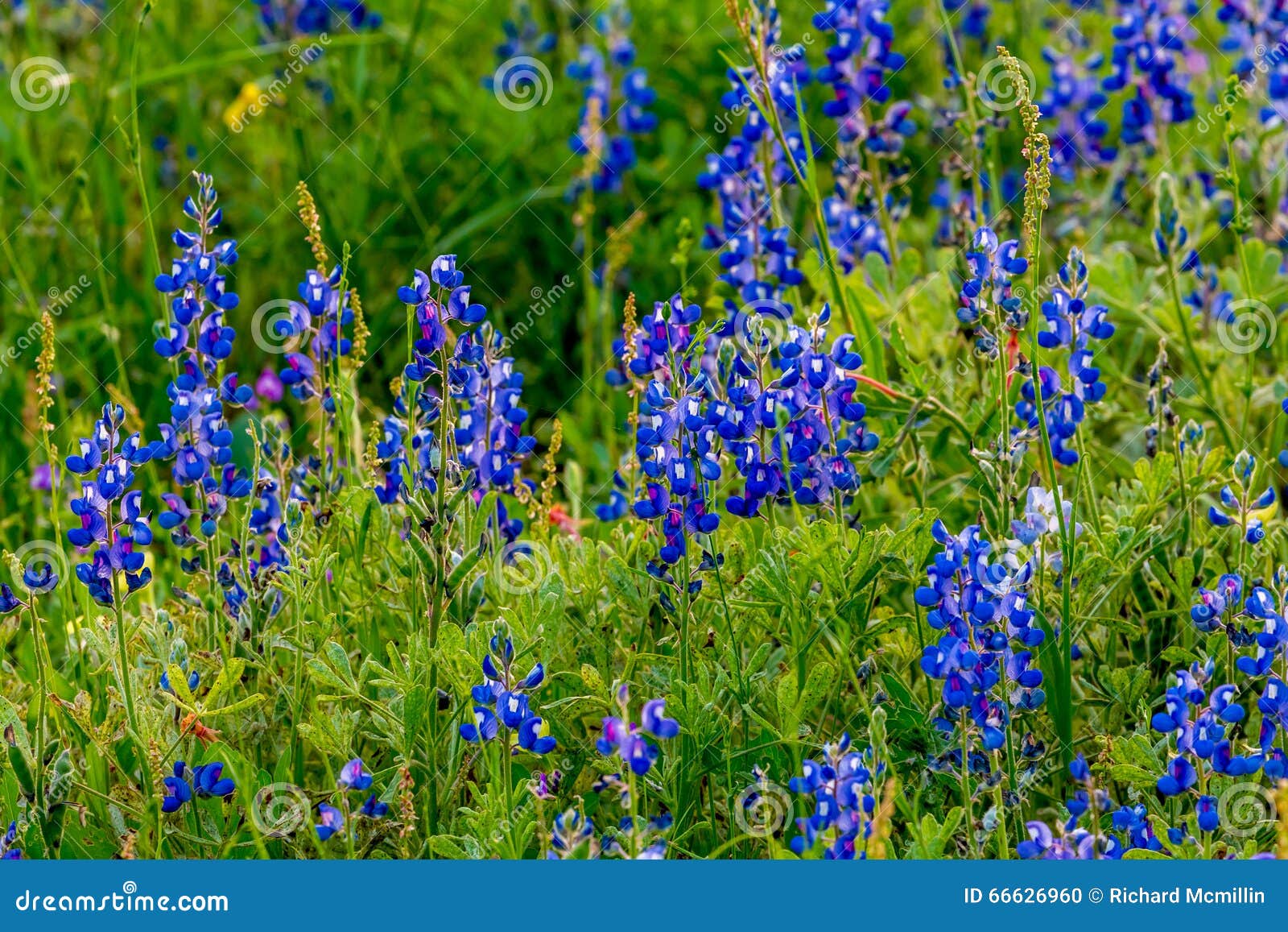 Various Texas Wildflowers in a Texas Pasture Stock Photo - Image of ...