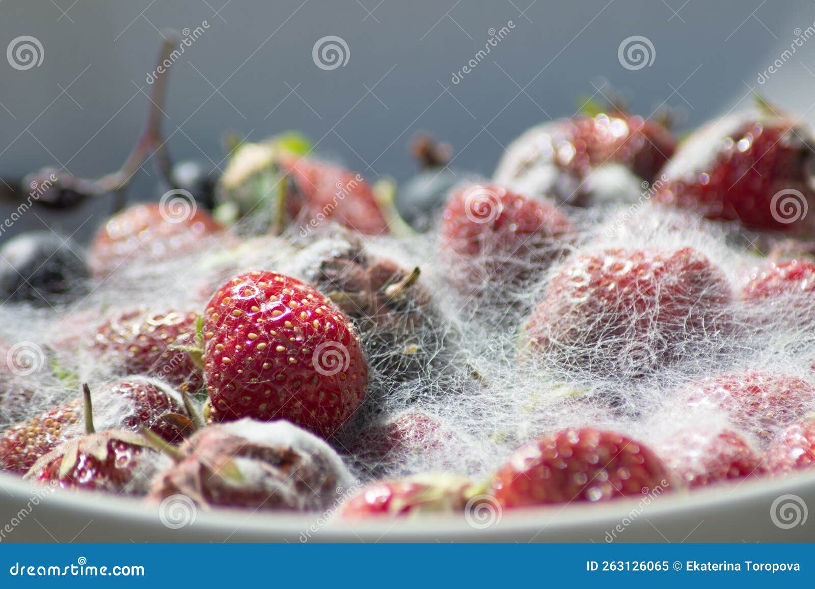 Various Threads of Mold in a Plate with Berries, Violation of Food ...