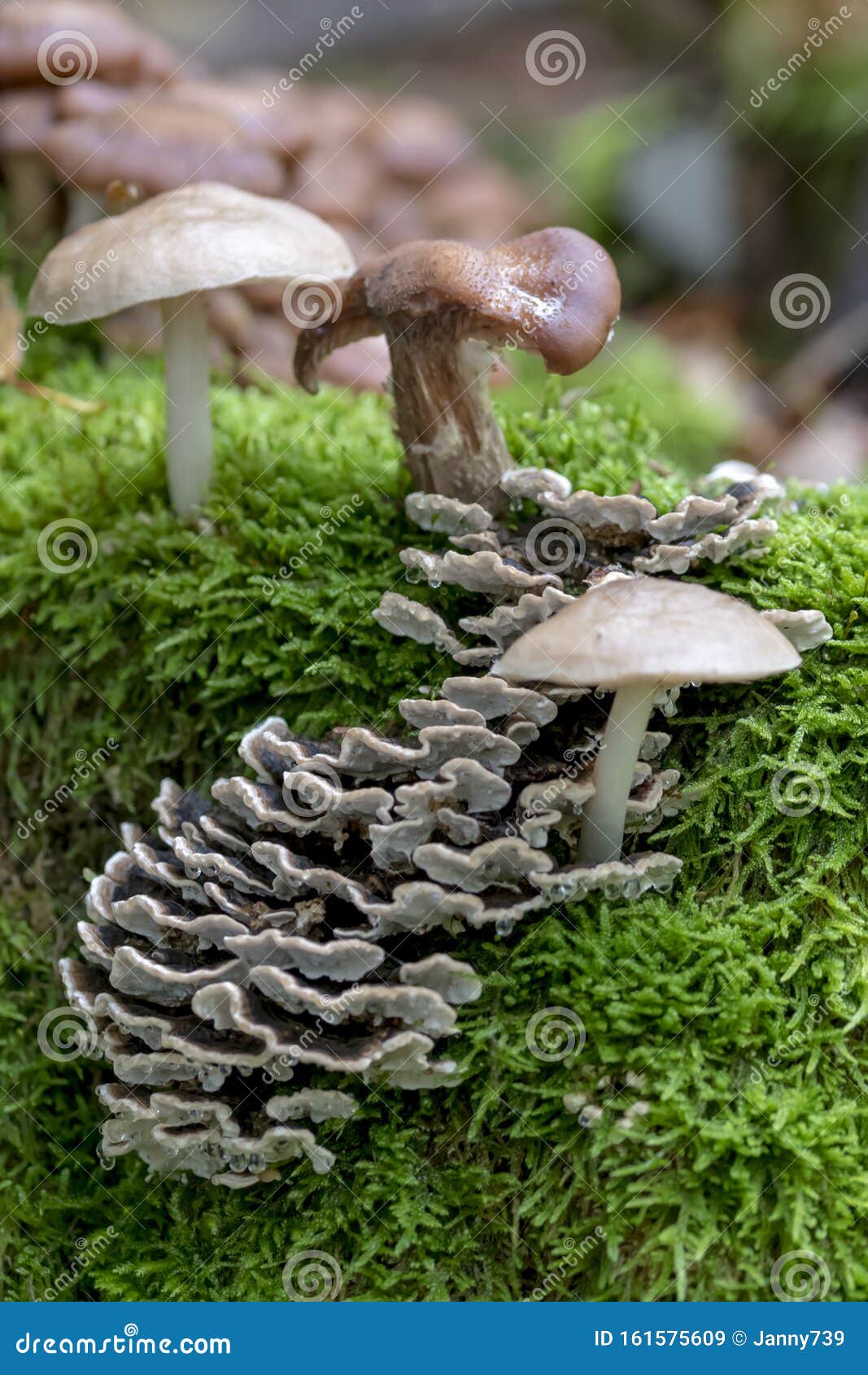 Various Toadstools Grow on an Old Tree Trunk in the Moss Stock Image ...