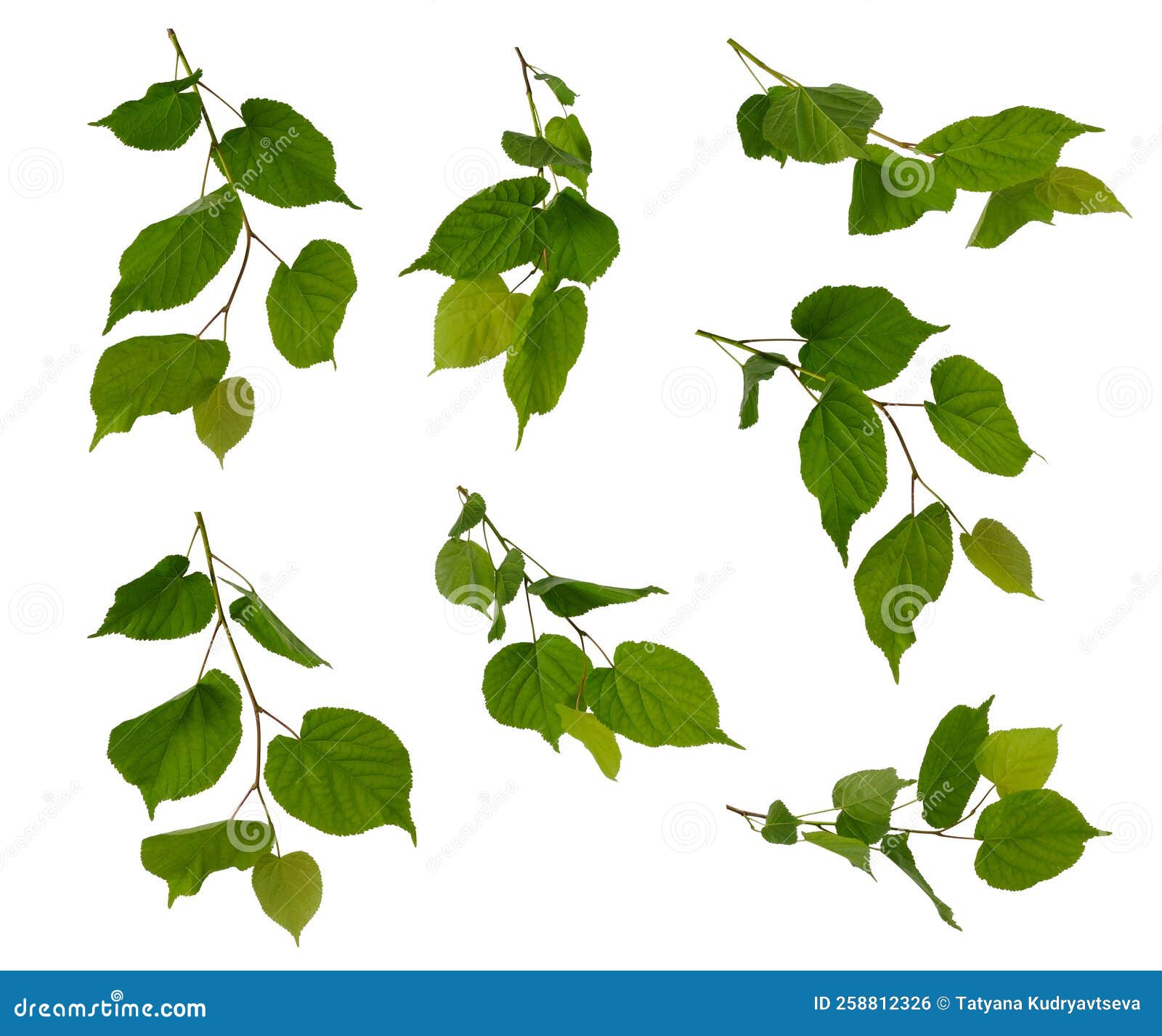 Various Tree Branches with Green Leaves on White Background Stock Photo ...