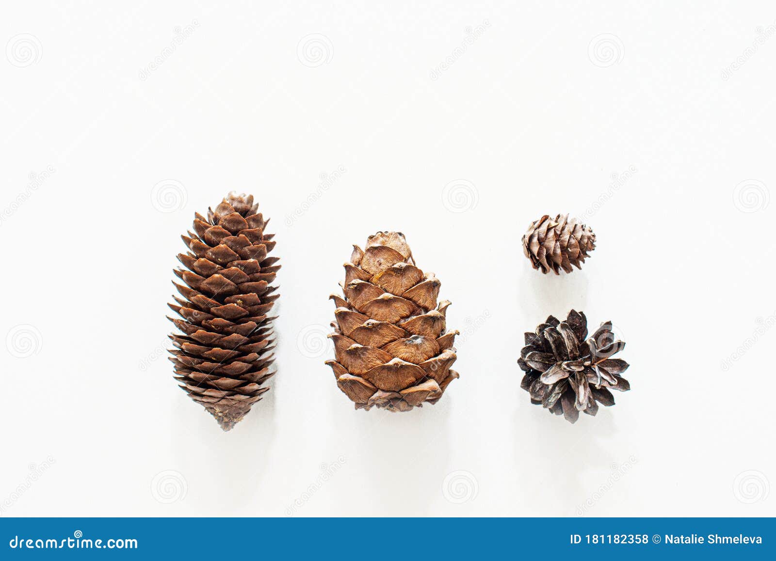 Various Tree Cones Isolated Stock Photo - Image of botanical, natural ...