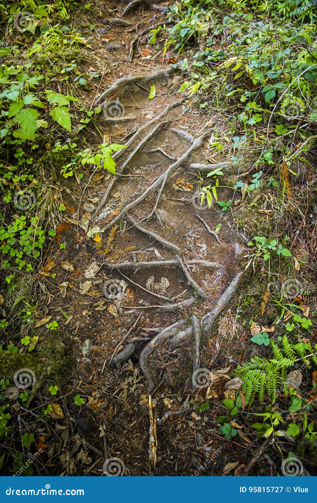 Various Tree Roots in Brown Soil with Some Leafs Stock Image - Image of ...