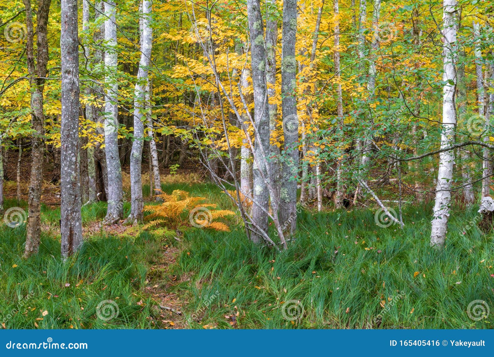 Various Tree Trunks with Autumn Leaves in Acadia National Park Stock ...