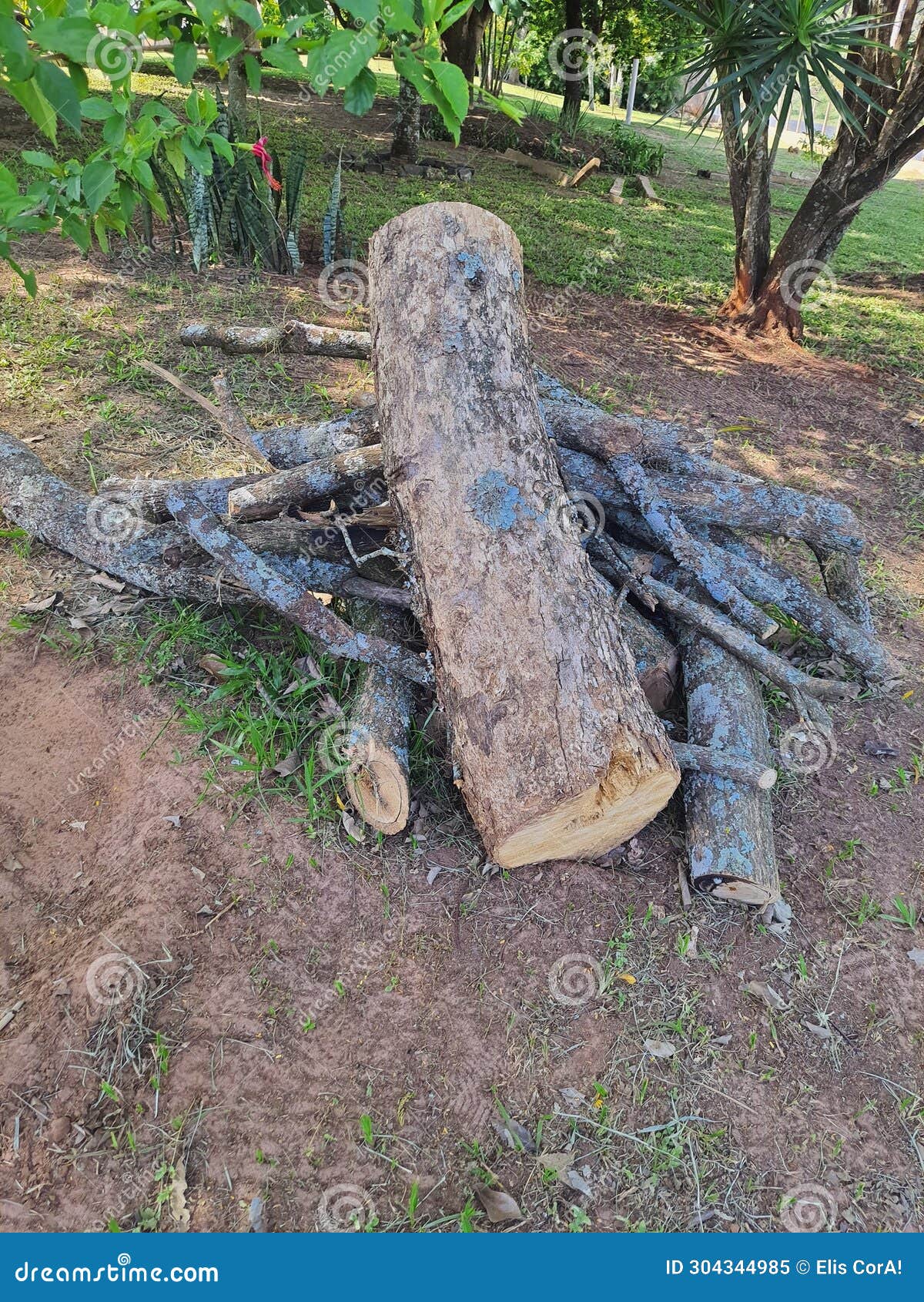 Various Tree Trunks Cut after Pruning Old Trees, Front View. Stock ...