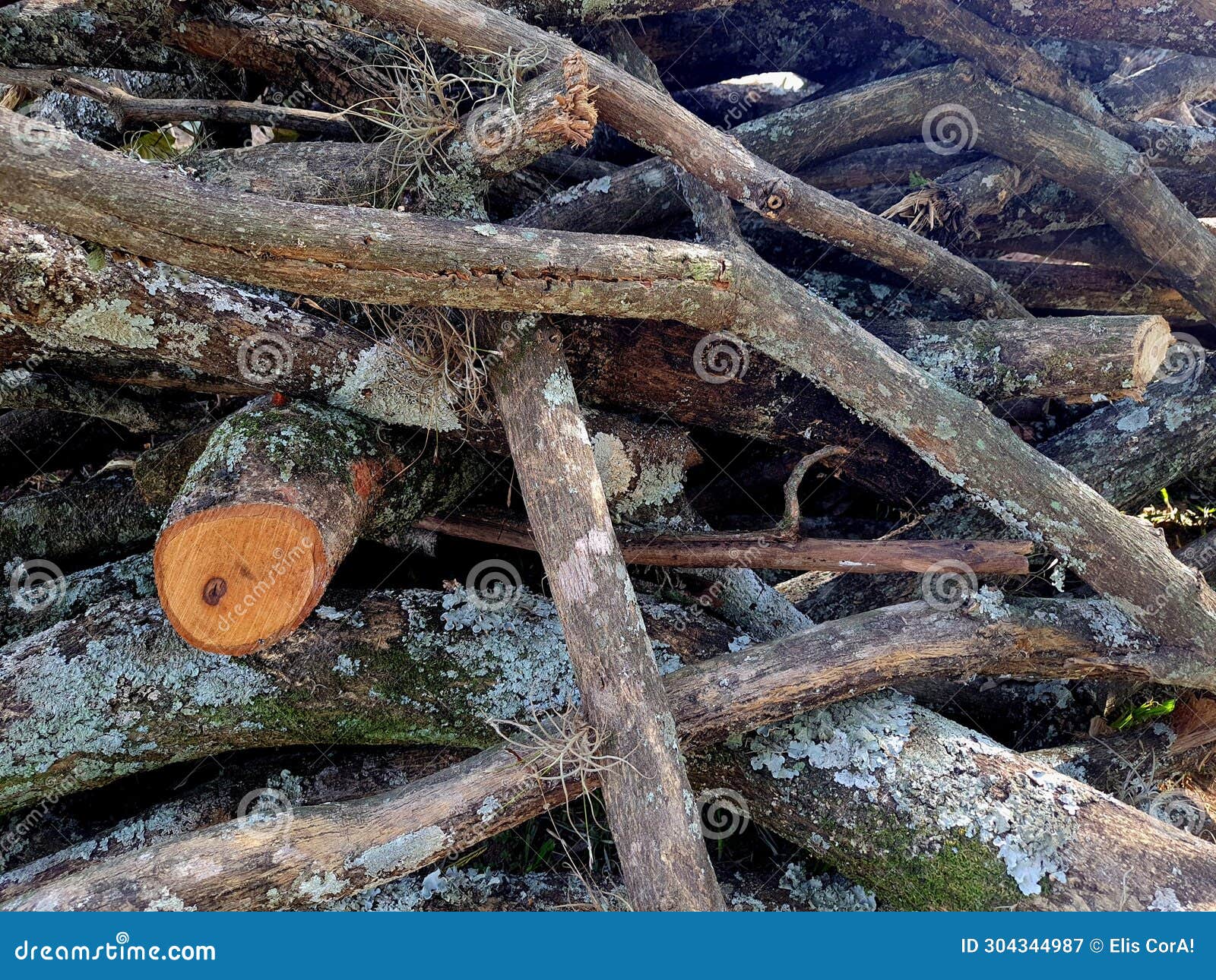 Various Tree Trunks Cut after Pruning Old Trees, Full Screen Front View ...