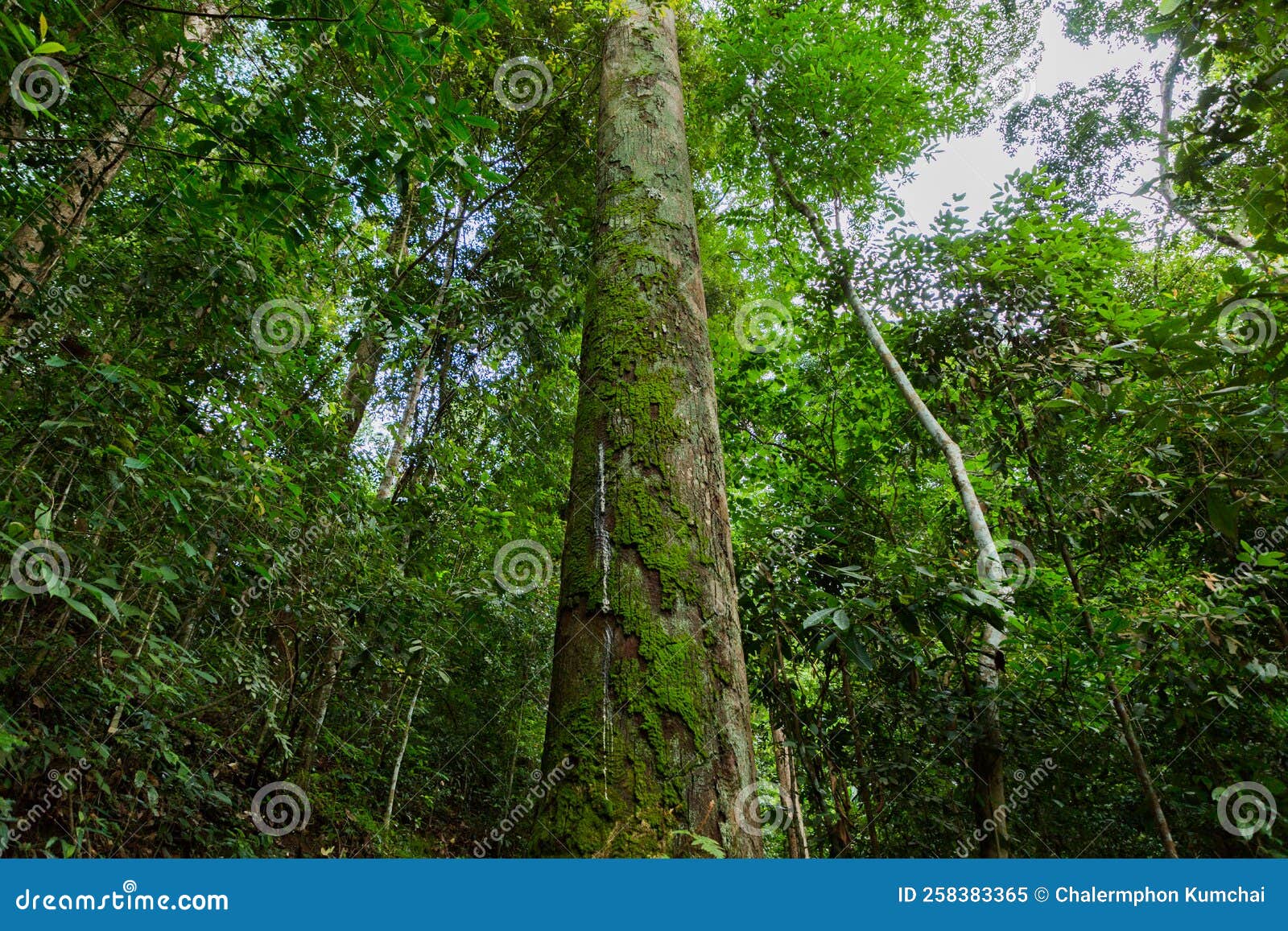Various Trees in a Deep Forest, Natural Green Scenery Stock Image ...