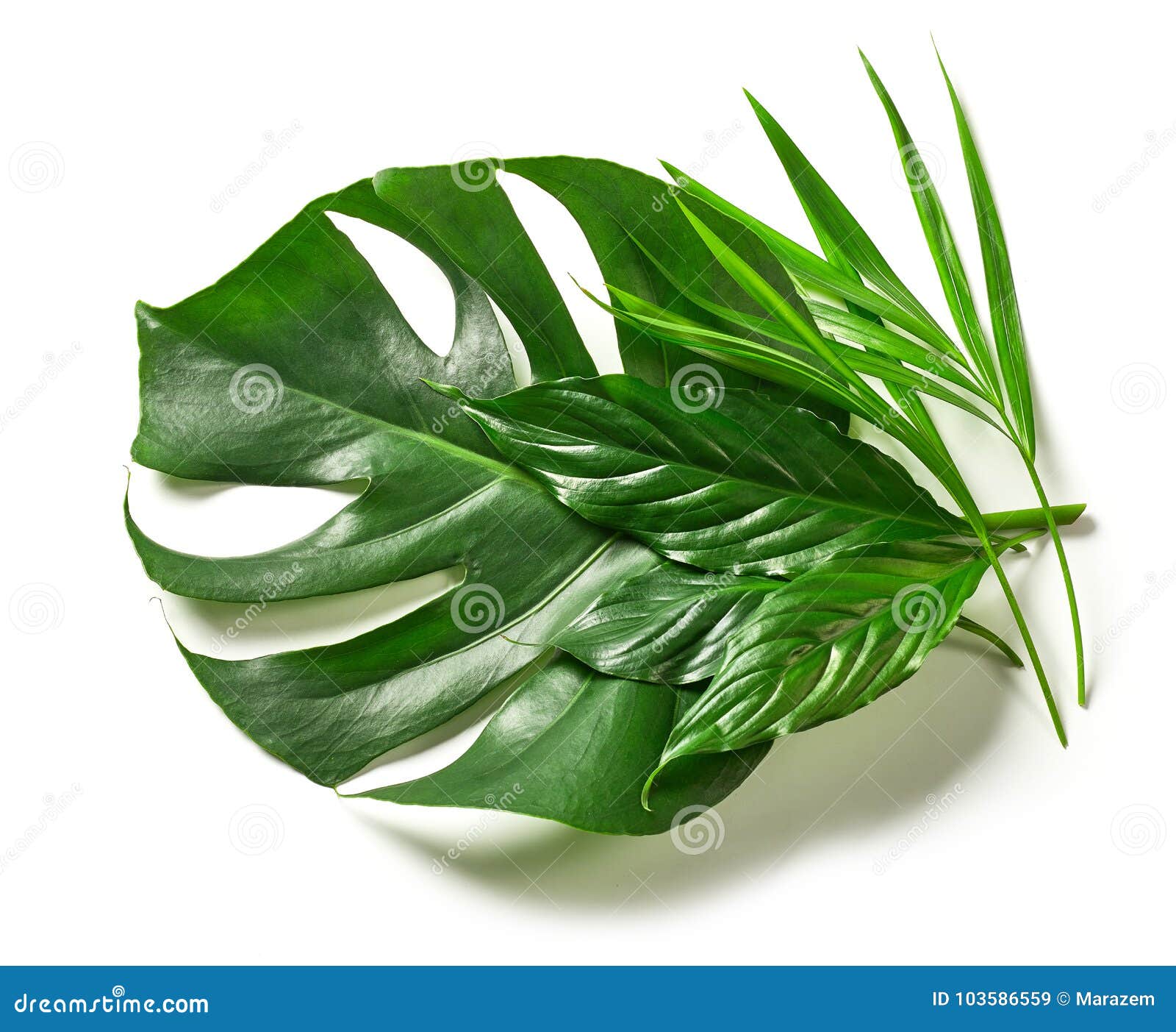 Various tropical leaves stock image. Image of jungle - 103586559