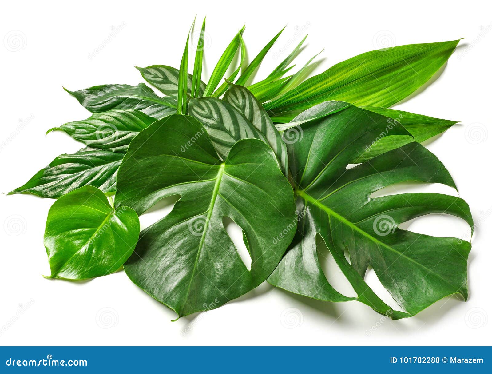 Various tropical leaves stock photo. Image of bouquet - 101782288