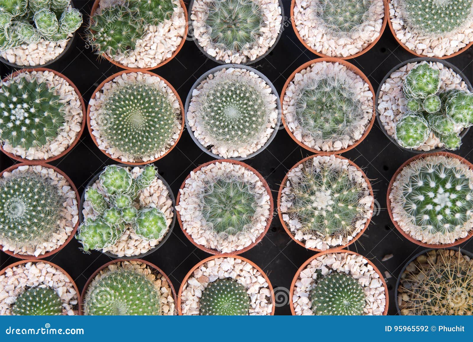 The Various Type of Cactus in Flat-lay Scene. Stock Photo - Image of ...