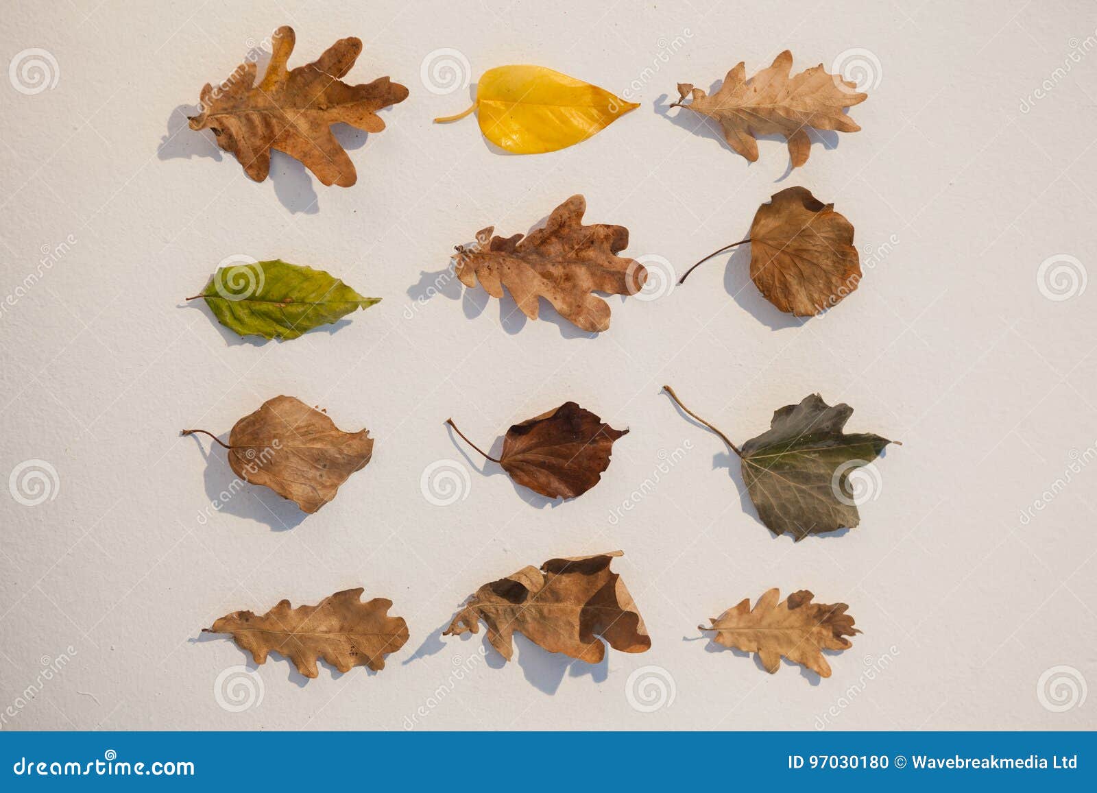 Various Types of Autumn Leaves Stock Photo - Image of arranged, change ...