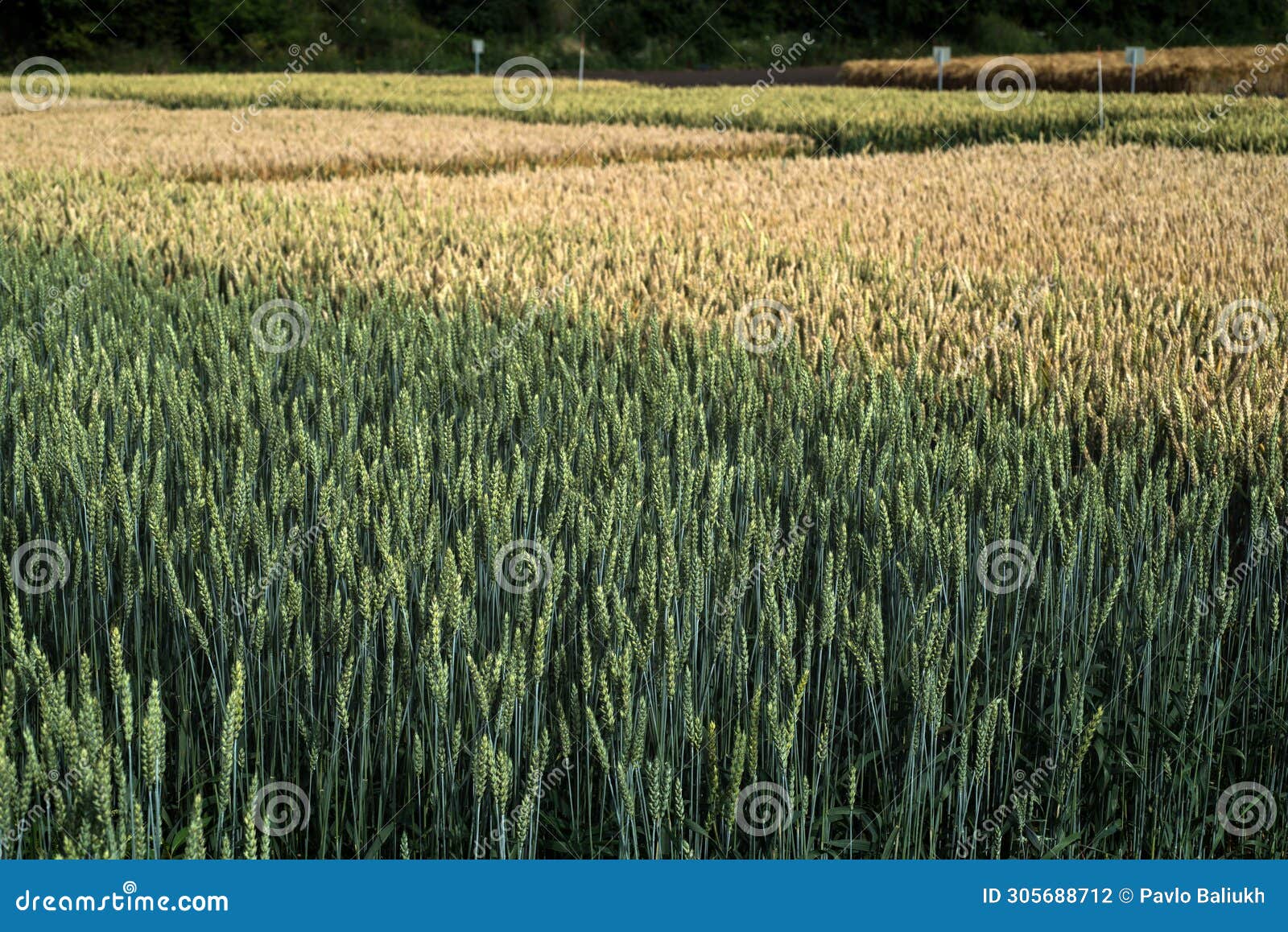 Various Types Of Cereal Varieties, Top View Of Cereal Plantations ...