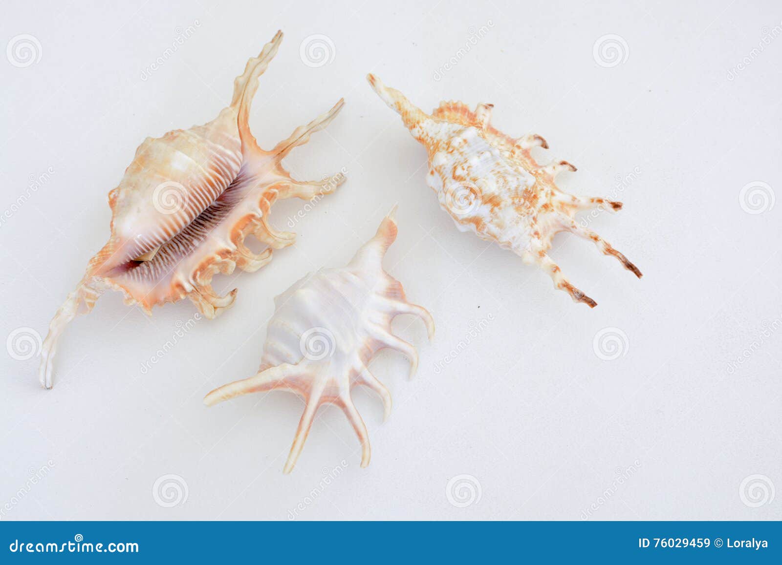 Types Of Conch Shells