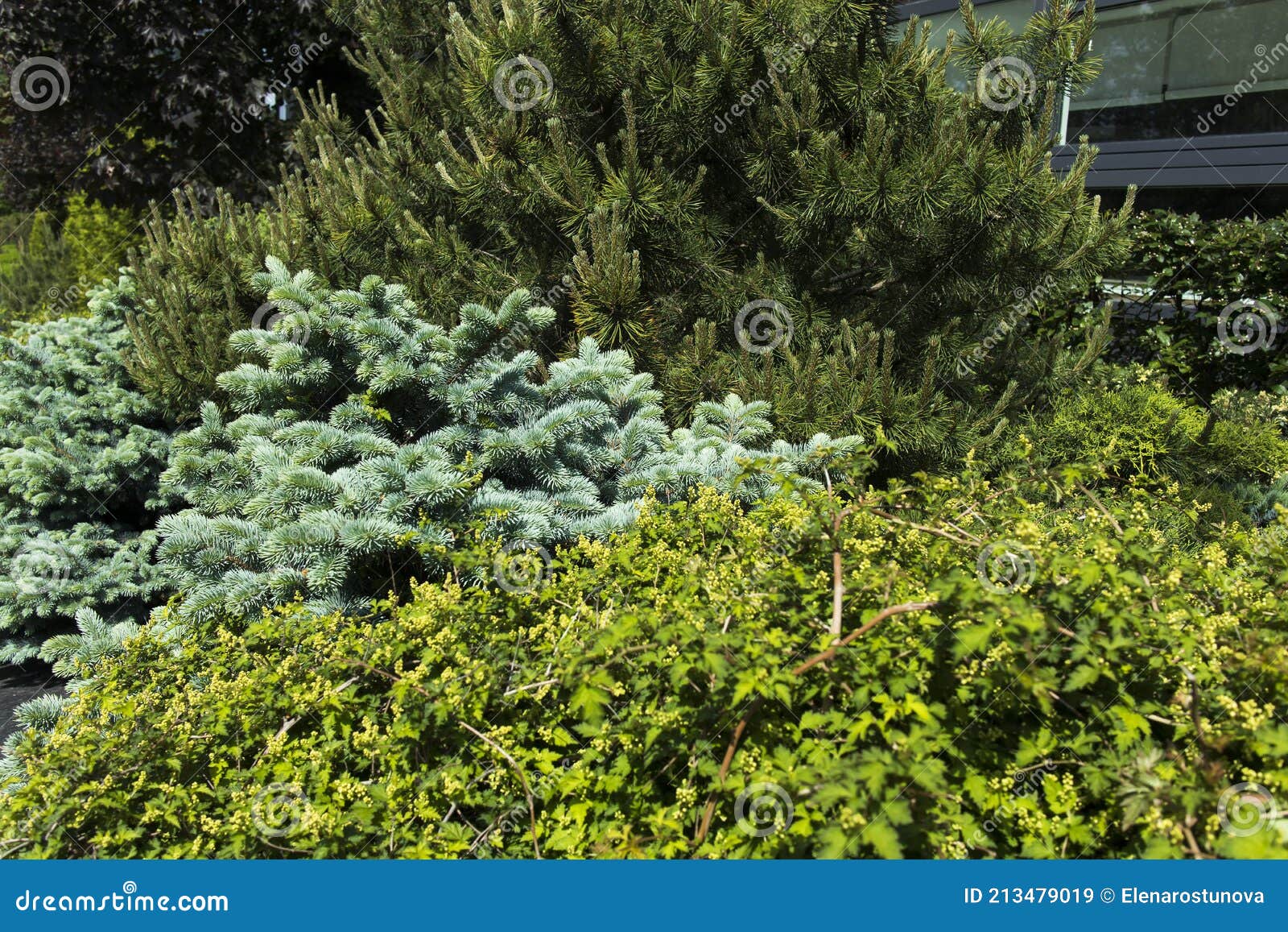 Various Types of Conifers Decorate the Garden Stock Image - Image of ...