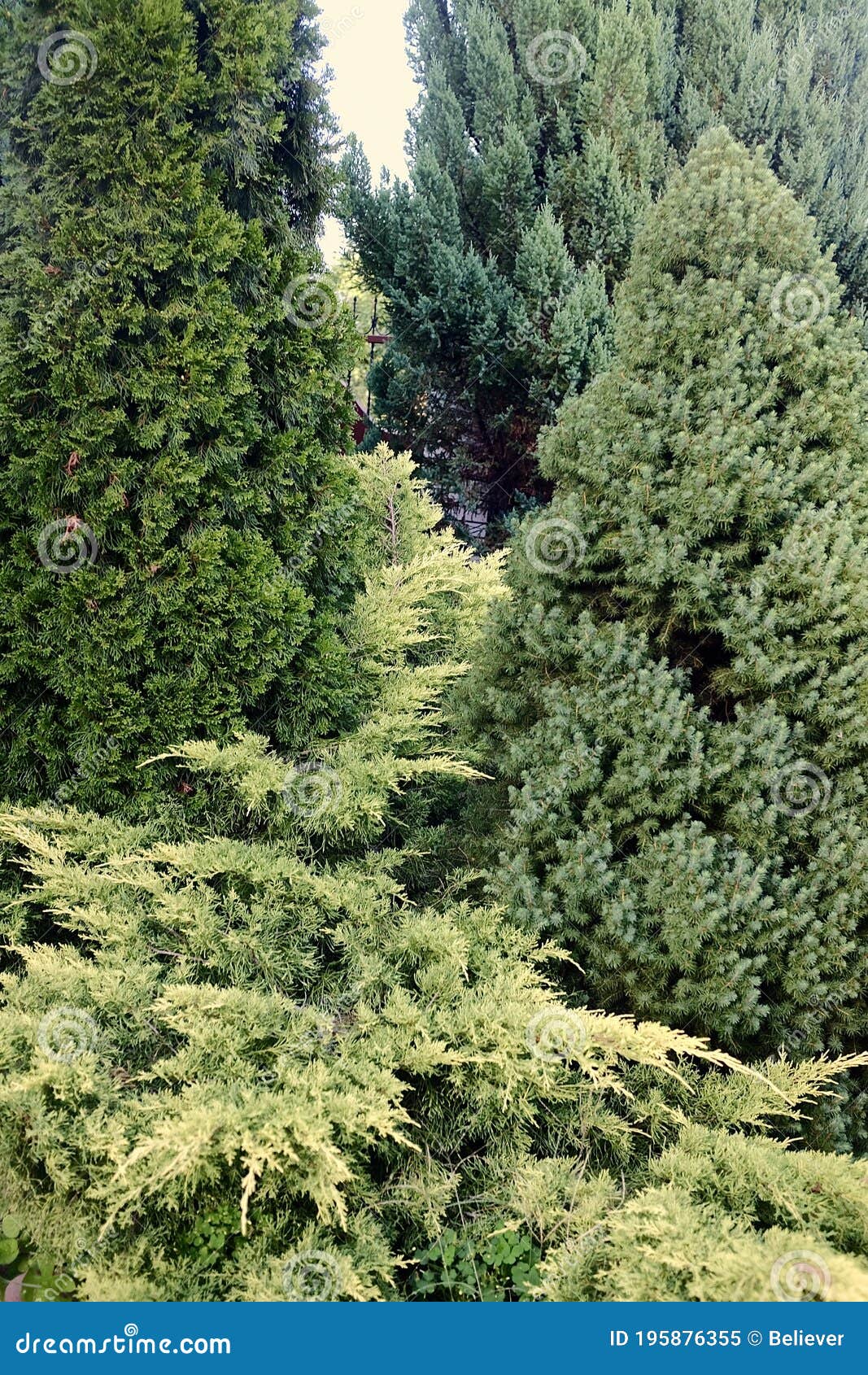 Various Types of Conifers and Shrubs. Stock Image - Image of conifers ...