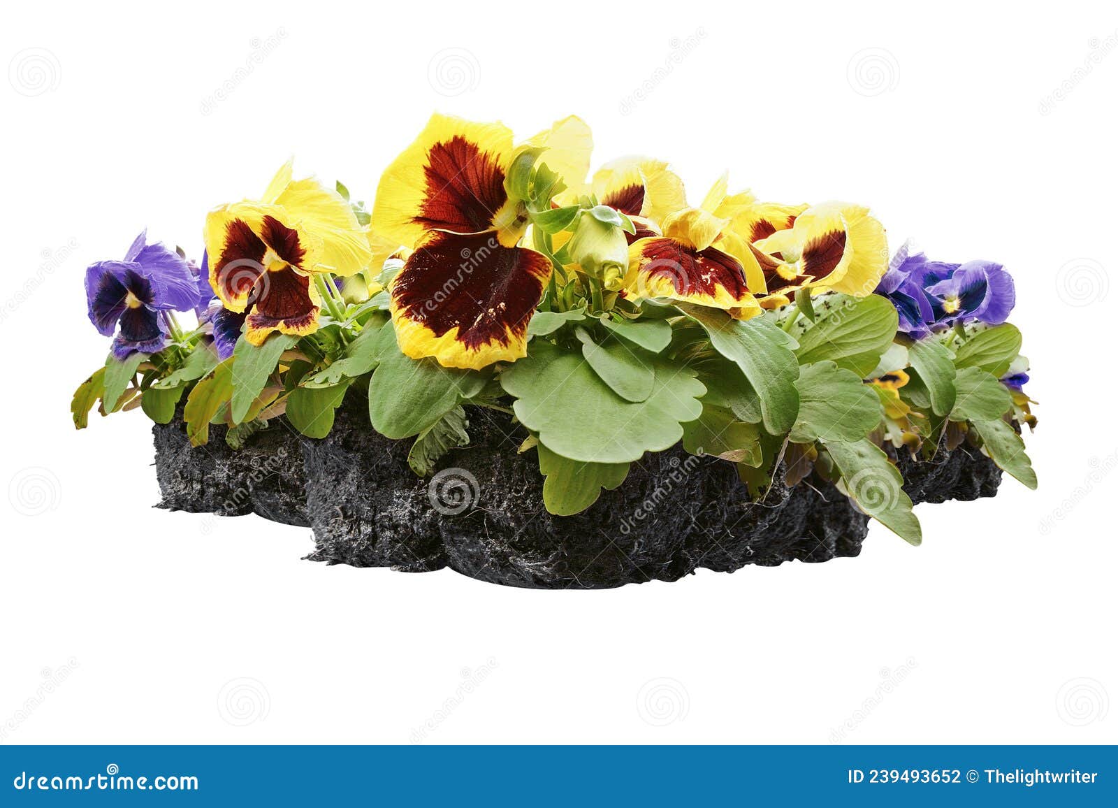 Various Types of Flowers in a Studio Setting, Isolated on White Stock ...