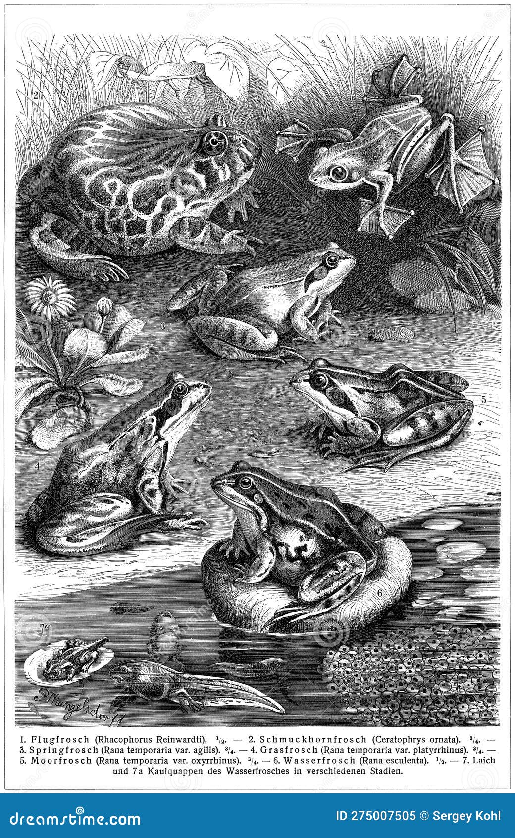 Stages Of Frogs Life Cycle. Abstract Frog On White Background. Cartoon ...