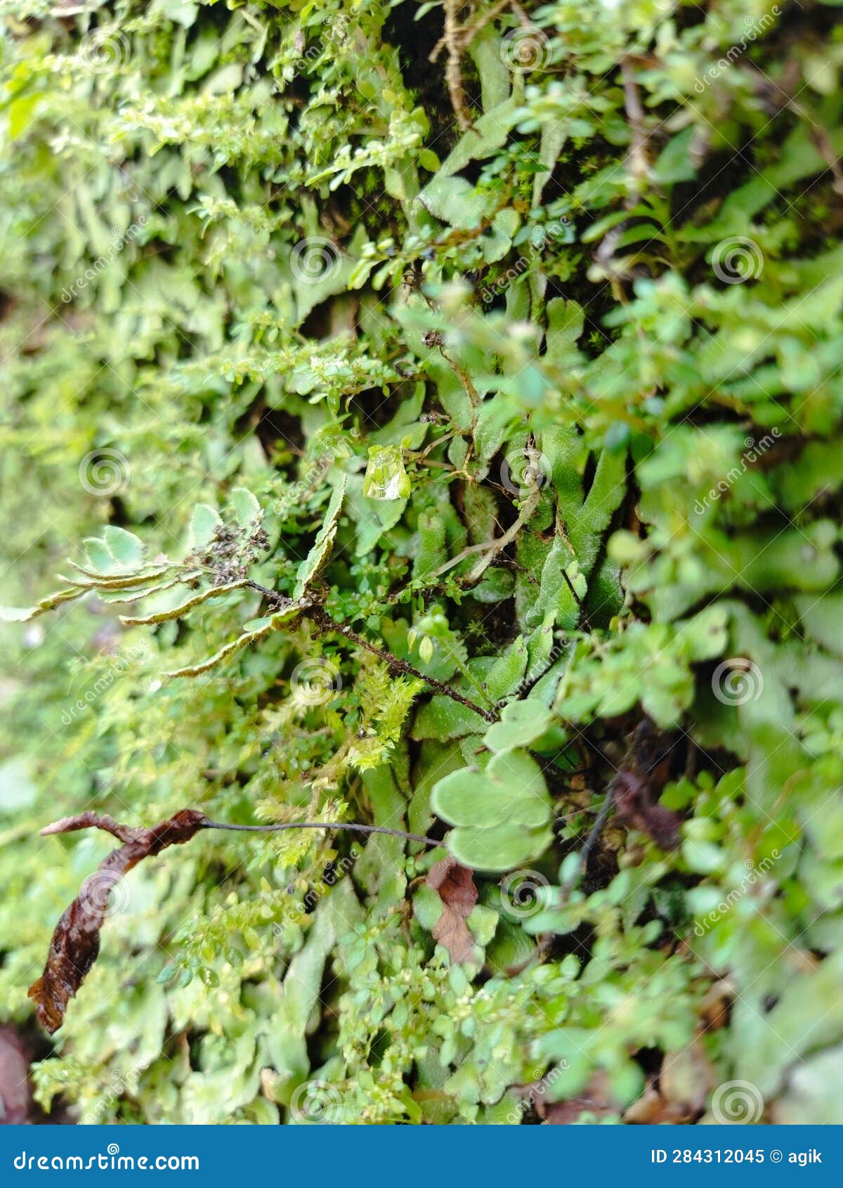 Various Types of Green Plants Creeping Up Stock Image - Image of plants ...