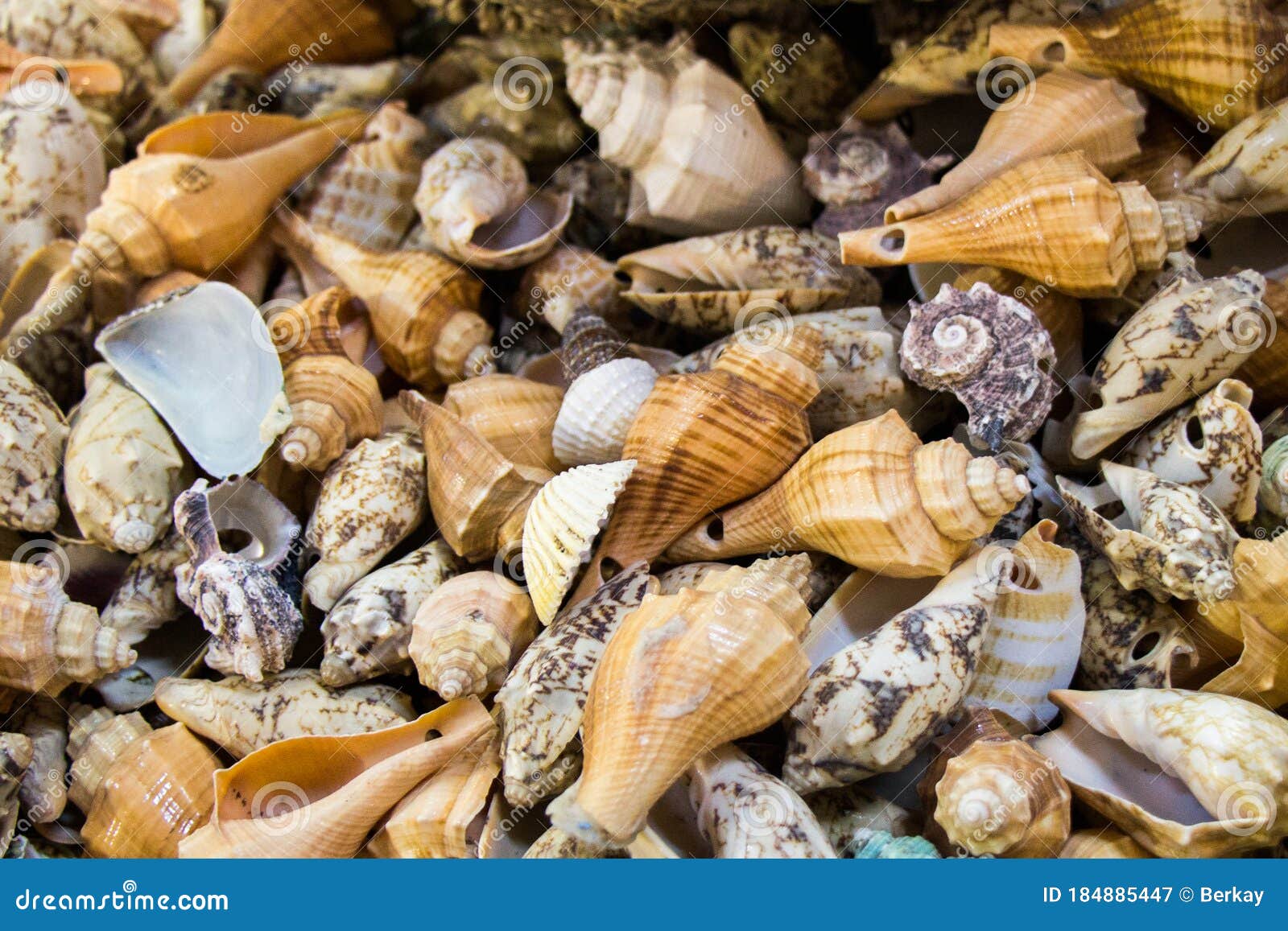 Various Types of Little Seashells in a Basket Stock Image - Image of ...