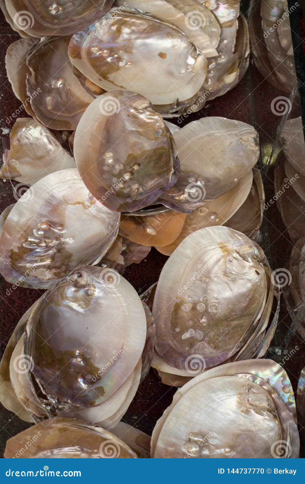 Various Types of Little Seashells Stock Photo - Image of travel ...